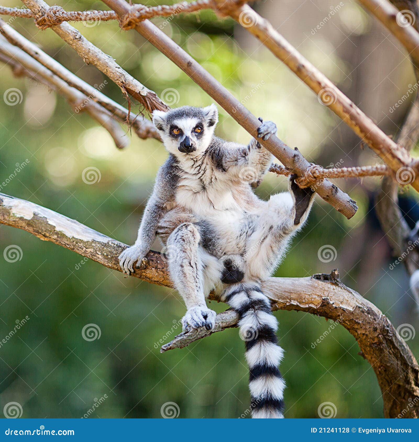 Lemur Sitting on the Branches Stock Photo - Image of mammal, funny ...