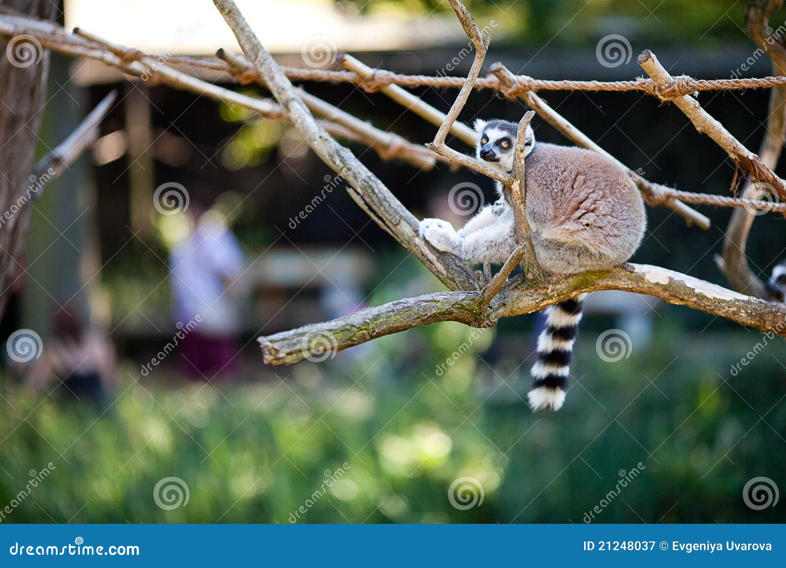 Lemur Sitting on the Branches Stock Image - Image of forest, group ...
