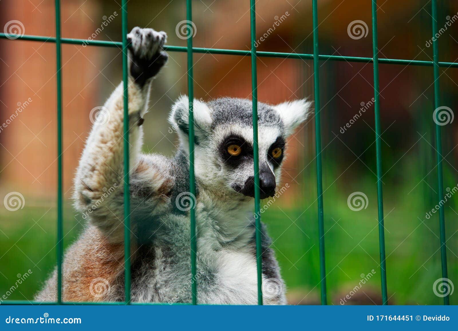 Lemur sitting in cage stock image. Image of monkey, baby - 171644451