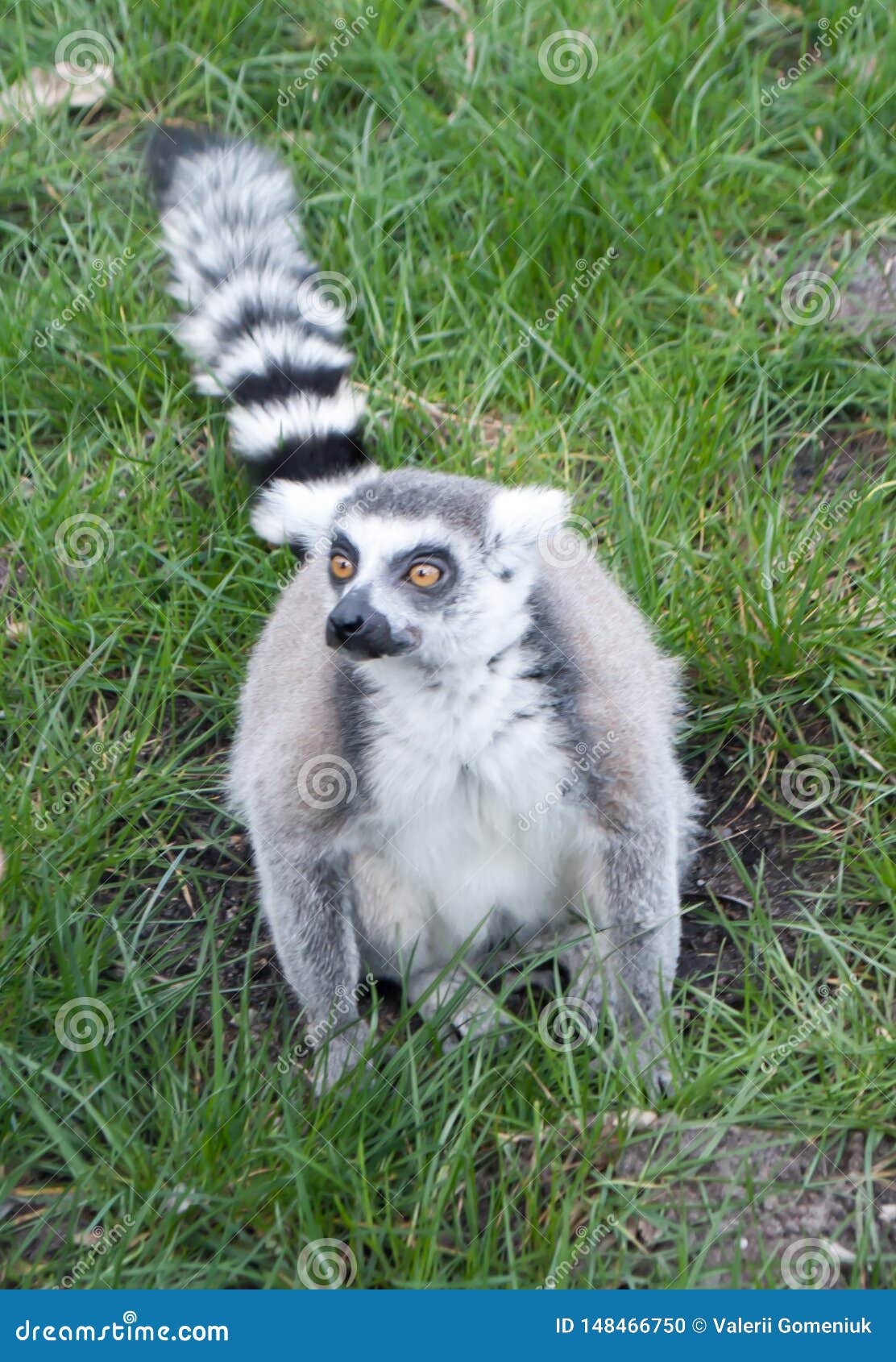 Lemur Sitting on Grass and Looking To the Side in Spring Park Stock ...