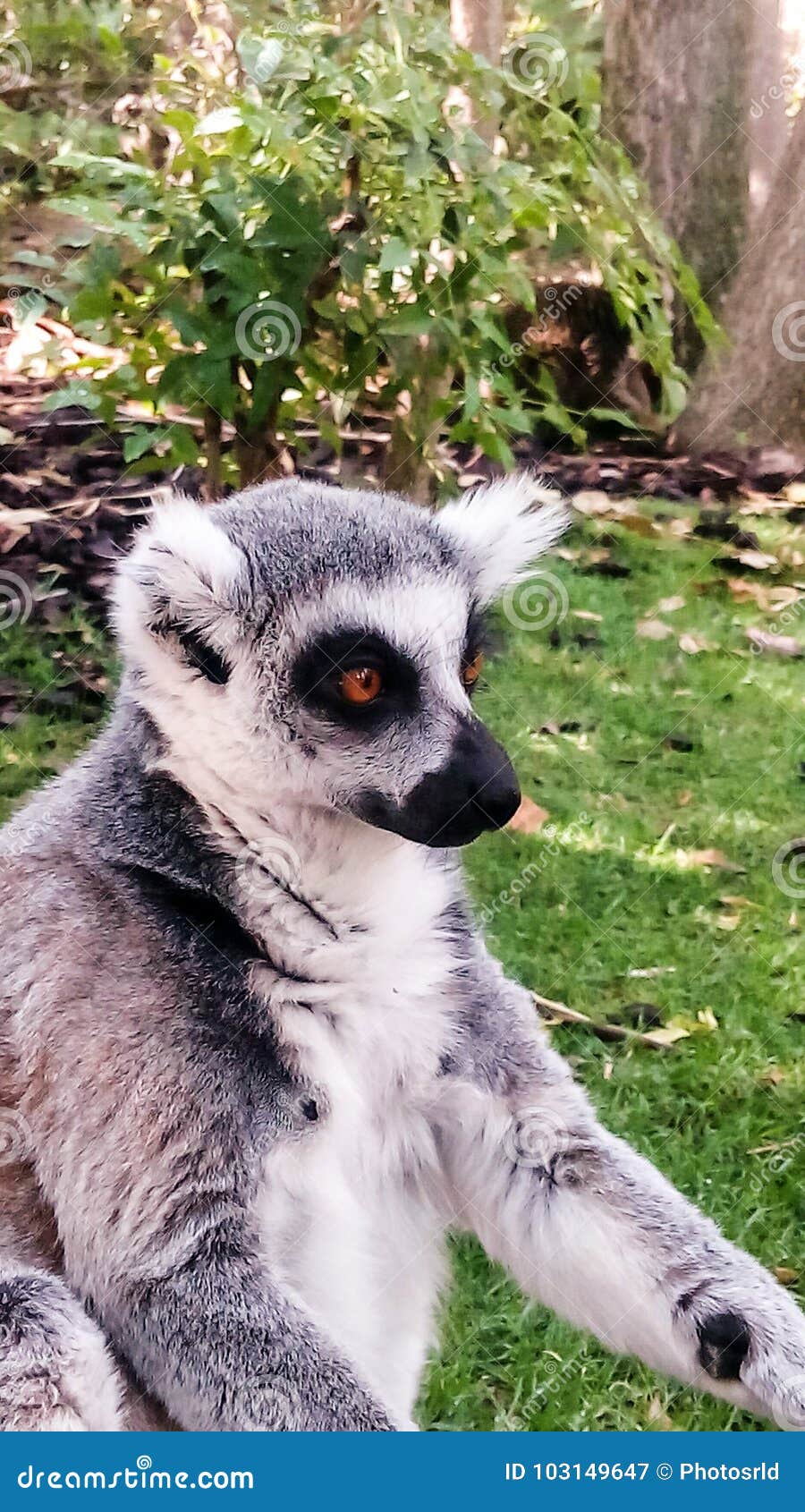 Lemur stock image. Image of fructivore, sitting, fauna - 103149647