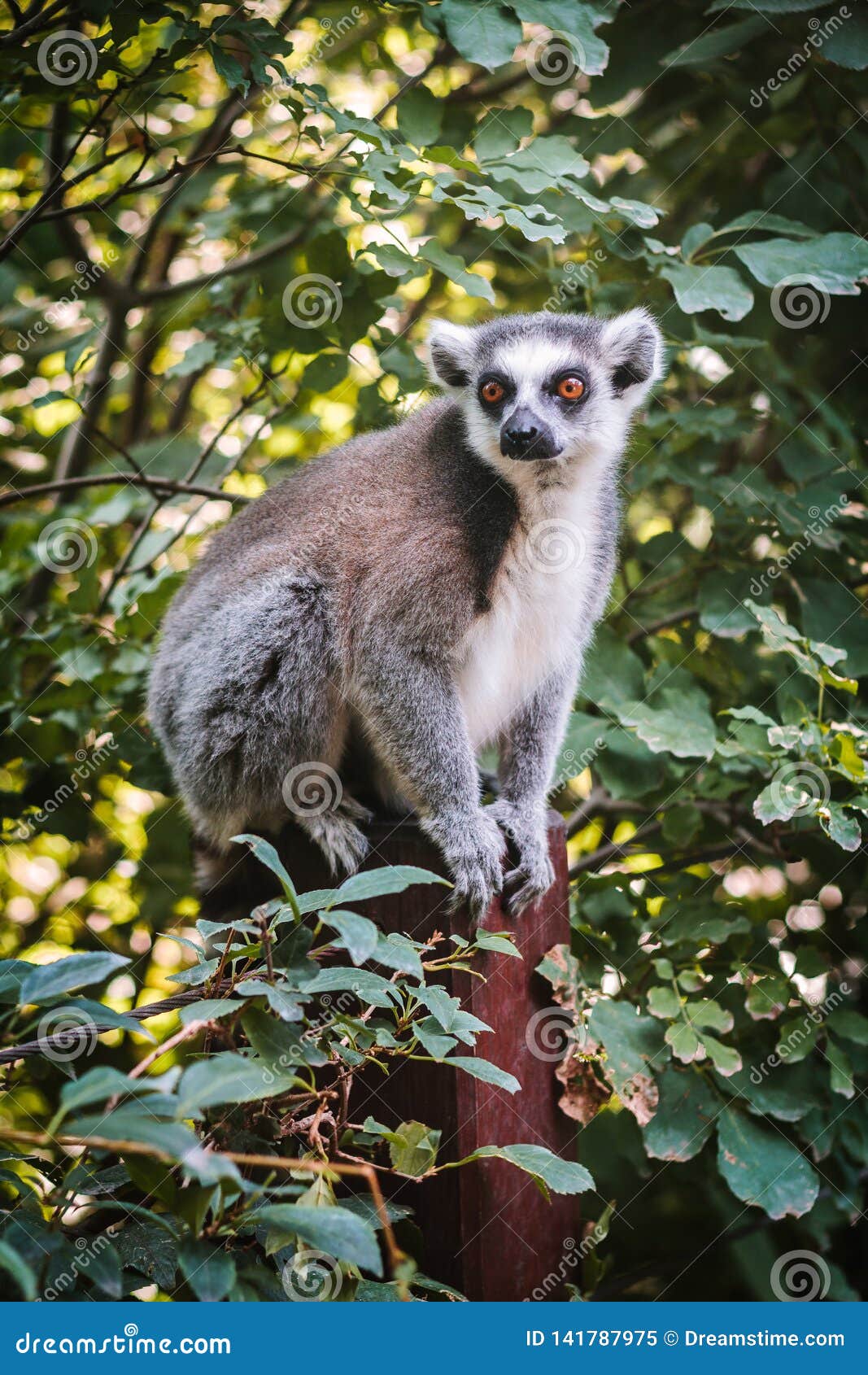 Lemur sitting on a tree stock image. Image of black - 141787975