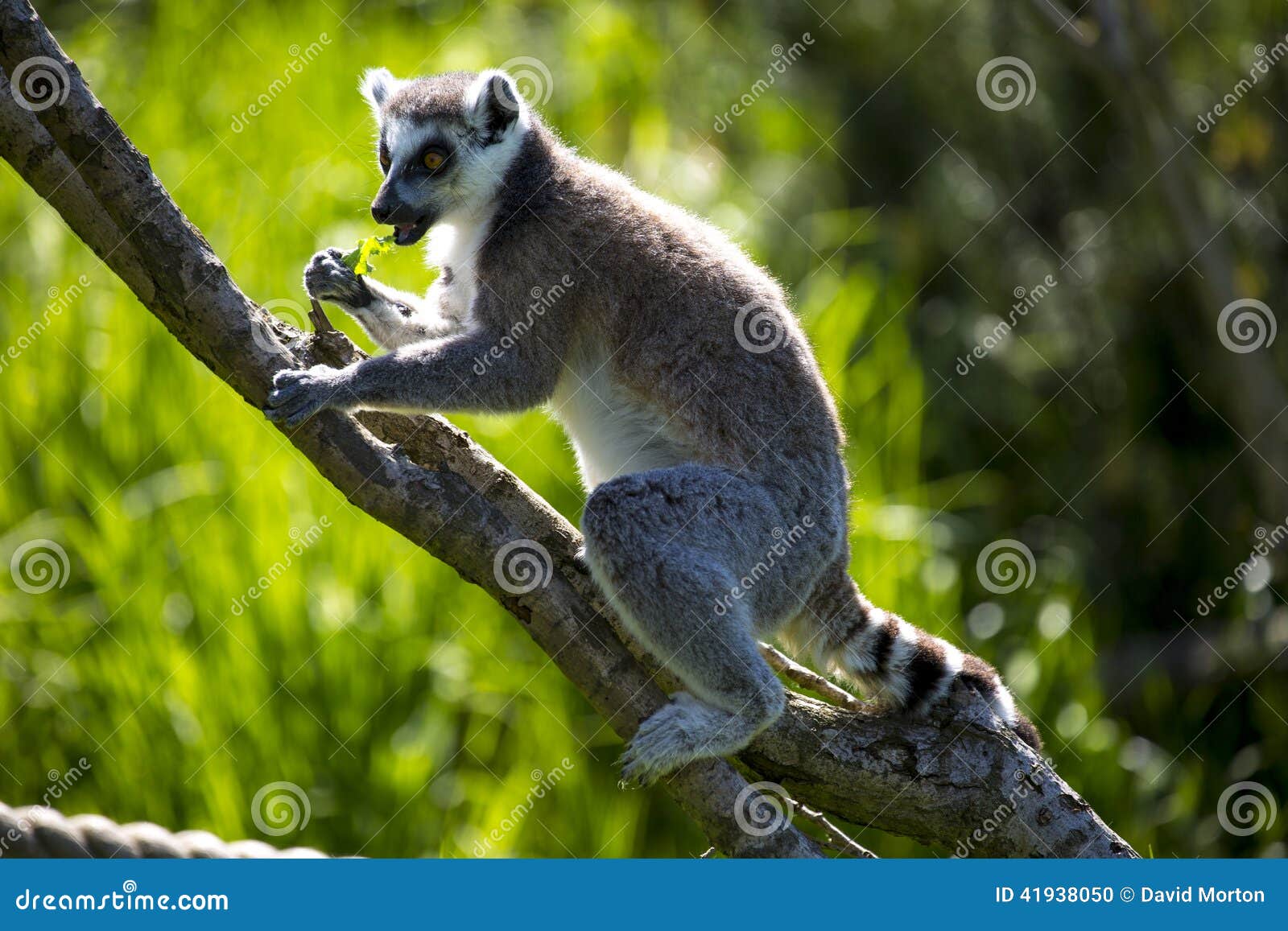 Lemur Sitting on a Tree Branch Stock Photo - Image of white, mamel ...