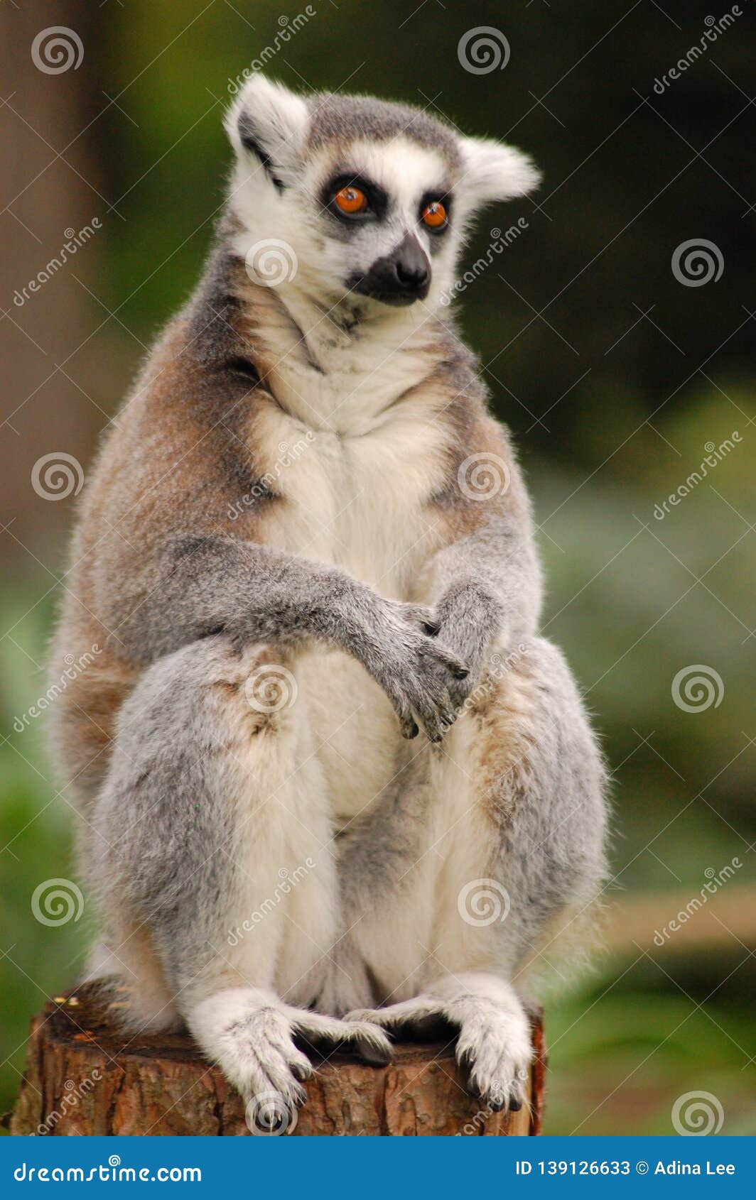 Lemur stock image. Image of trunk, tree, lemur, sitting - 139126633
