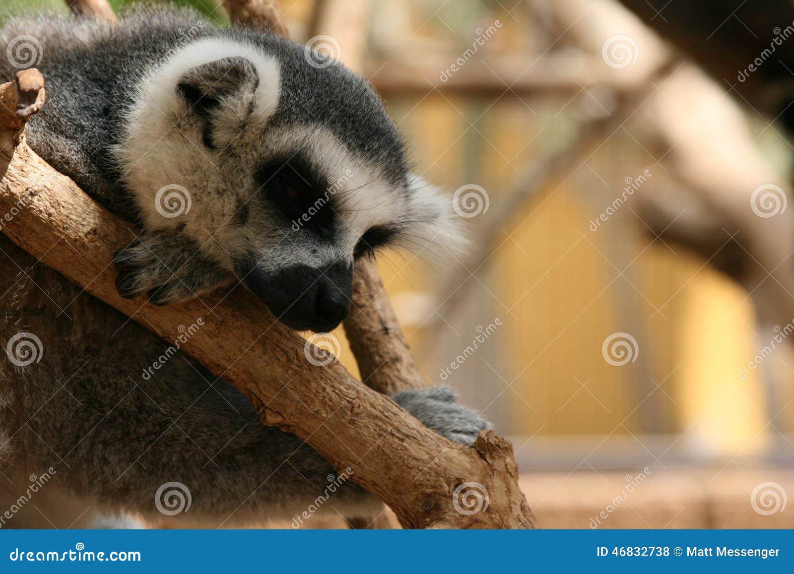 Lemur Sleeping stock photo. Image of lemur, ring, tailed - 46832738