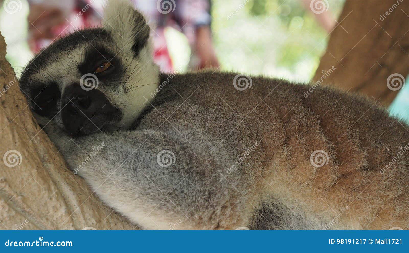 Lemur Sleeping stock image. Image of loom, falling, middle - 98191217