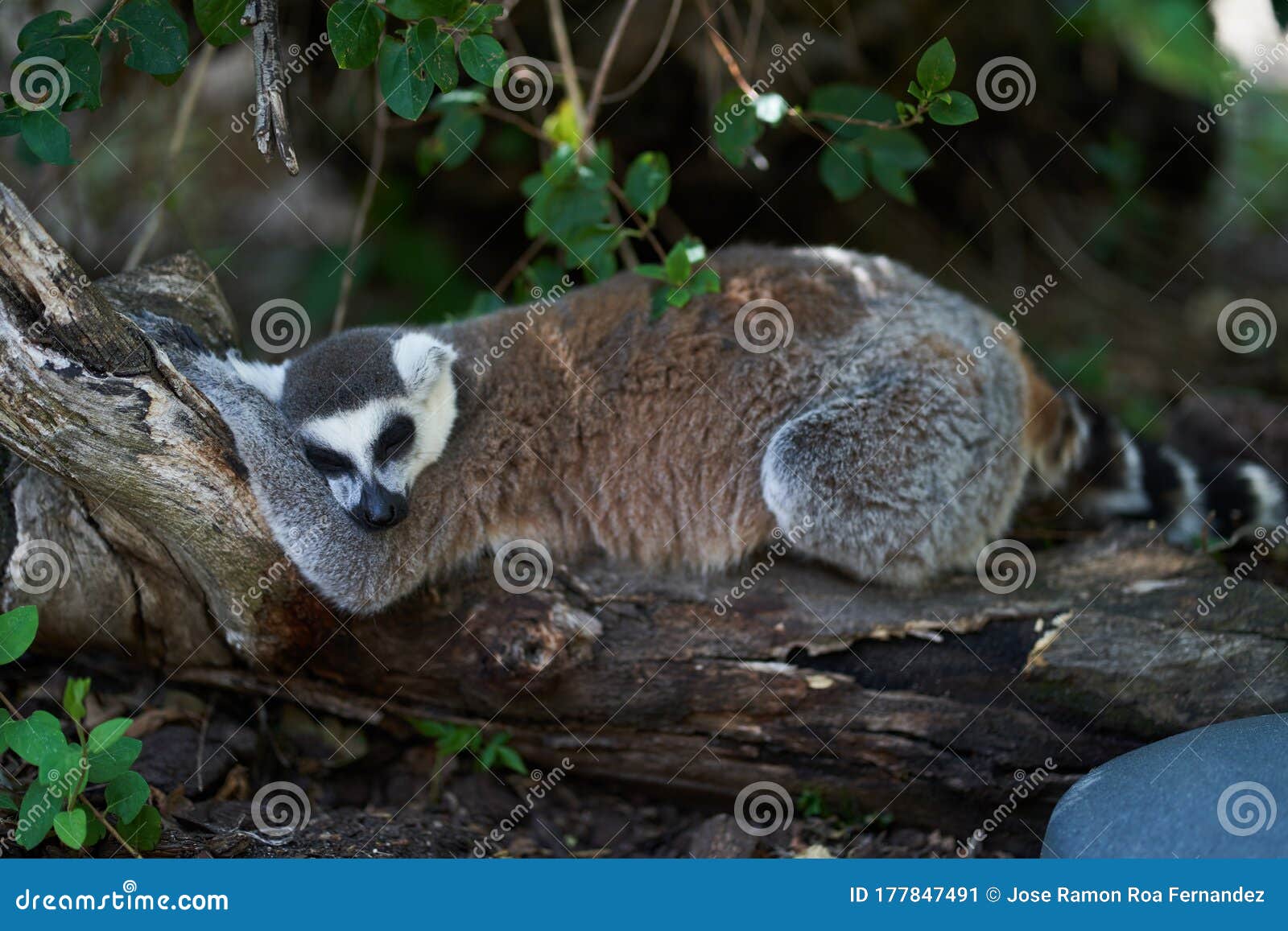 Lemur sleeping in a tree stock image. Image of grey - 177847491