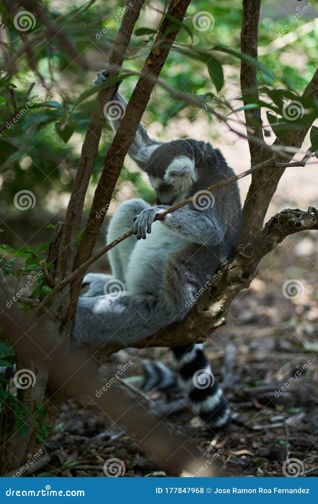 Lemur sleeping on a tree stock photo. Image of branch - 177847968