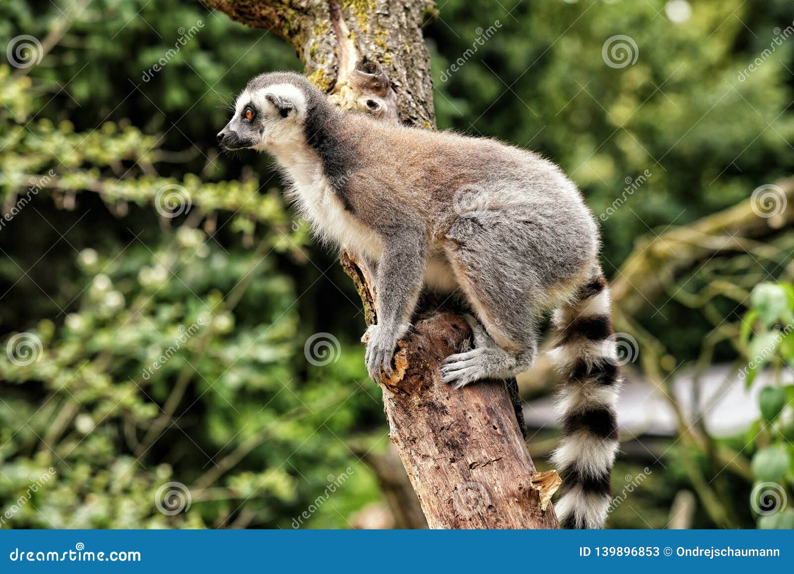 Lemur Standing on the Tree Looking To the Left Stock Image - Image of ...