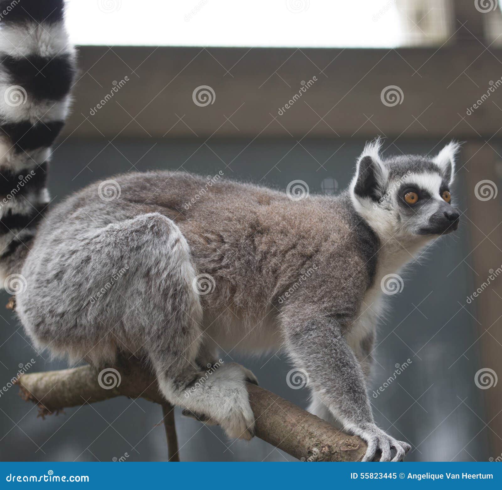 Wildness Monkey Side Stock Photos - Free & Royalty-Free Stock Photos ...