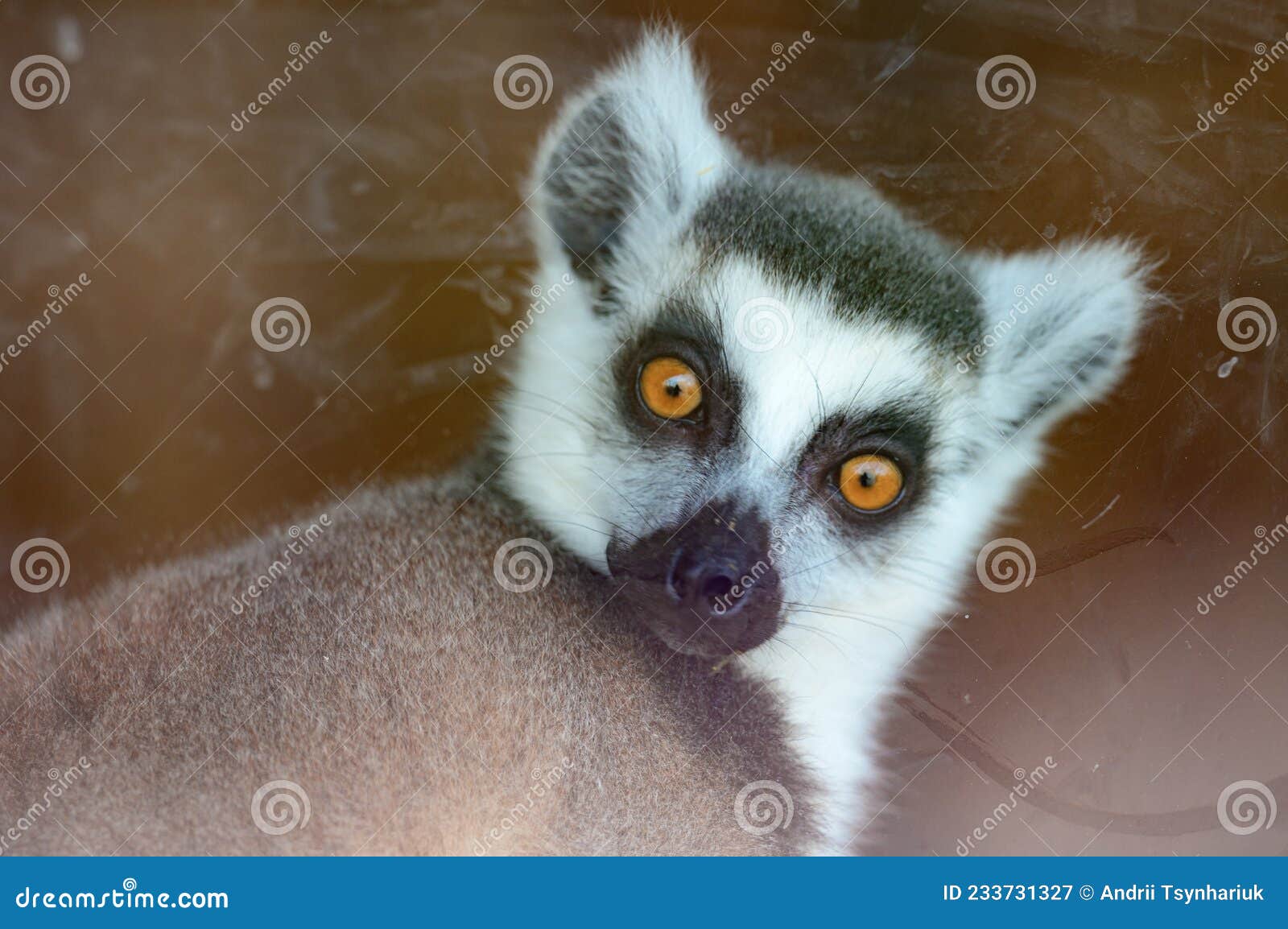 Lemur with a Stern and Scary Look, a Primate at the Zoo. Stock Image ...