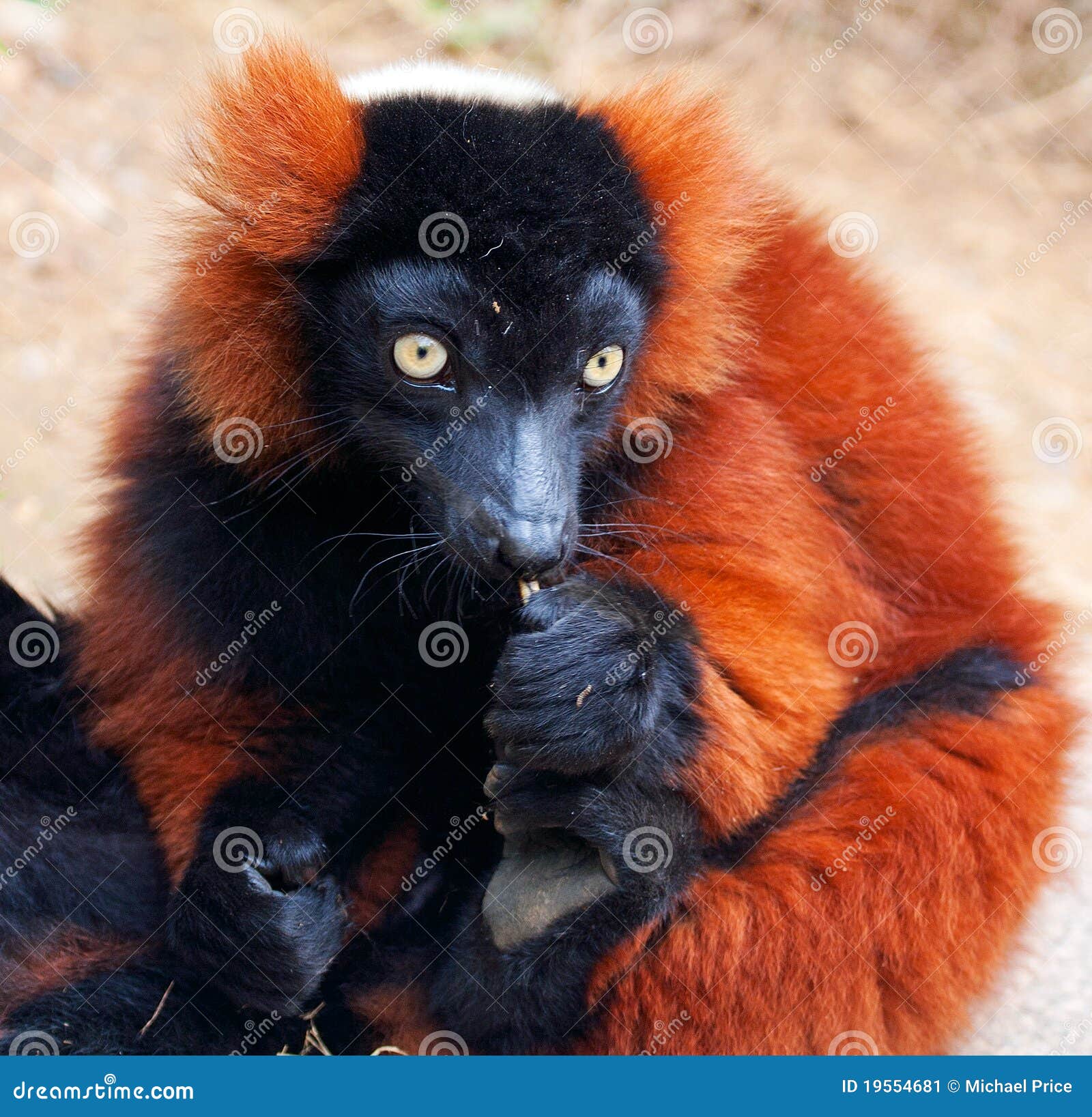 Lemur Superado Rojo (rubra De Varecia) Imagen de archivo - Imagen de ...