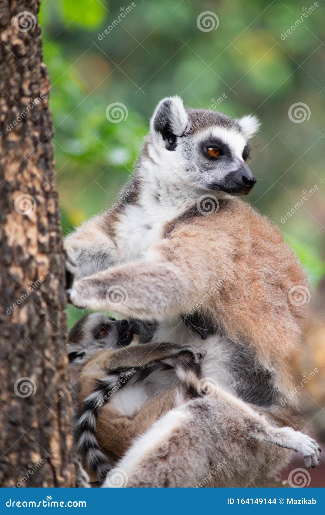 Lemur and their baby stock photo. Image of lemur, back - 164149144