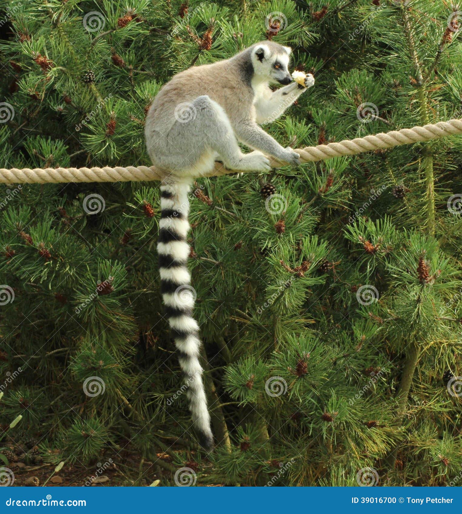 Lemur on tightrope eating stock photo. Image of snack - 39016700