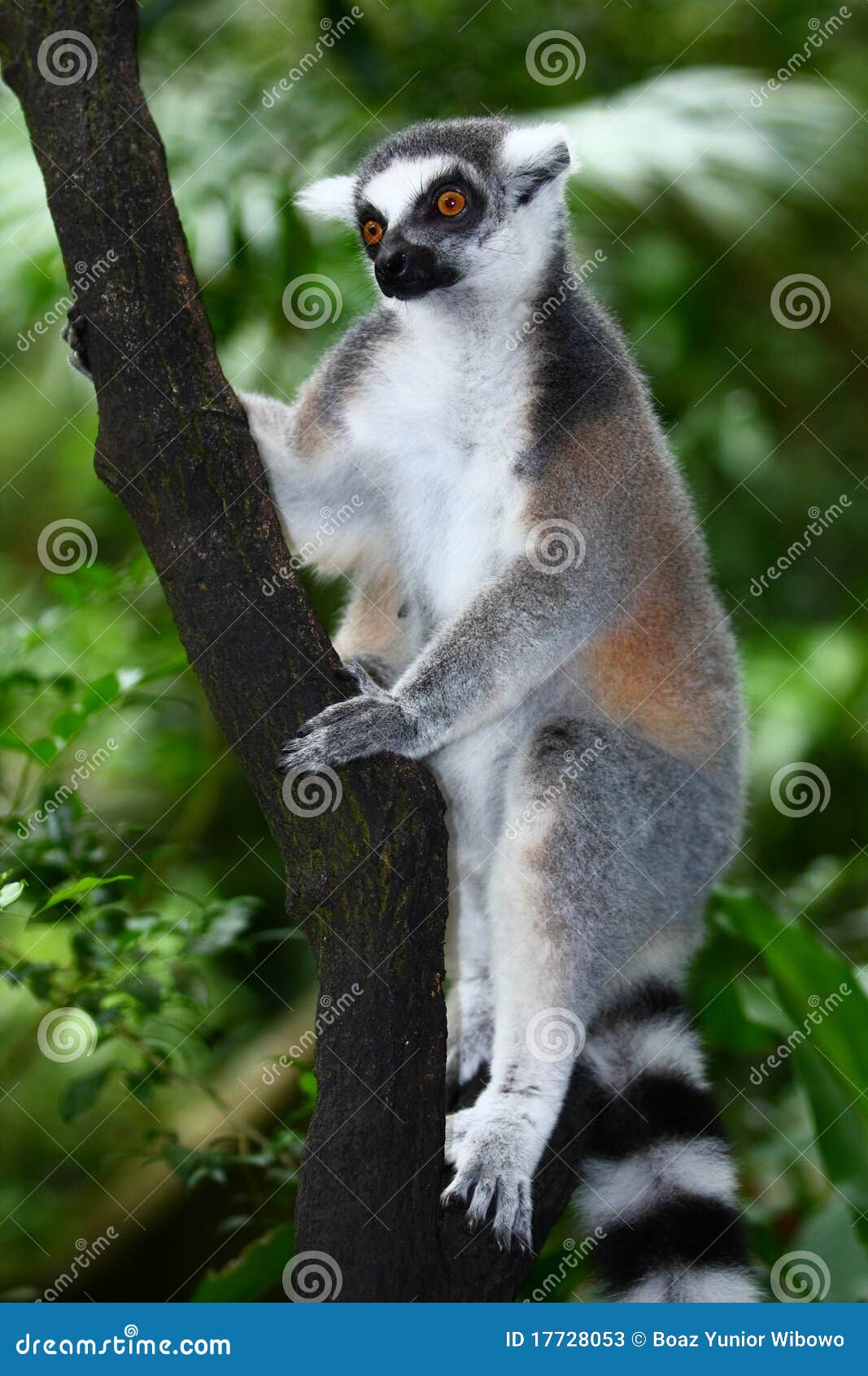 Lemur at a tree stock image. Image of stare, west, endangered - 17728053