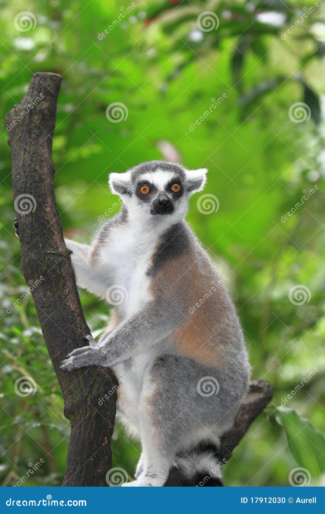 Lemur at a tree stock photo. Image of nature, dudley - 17912030