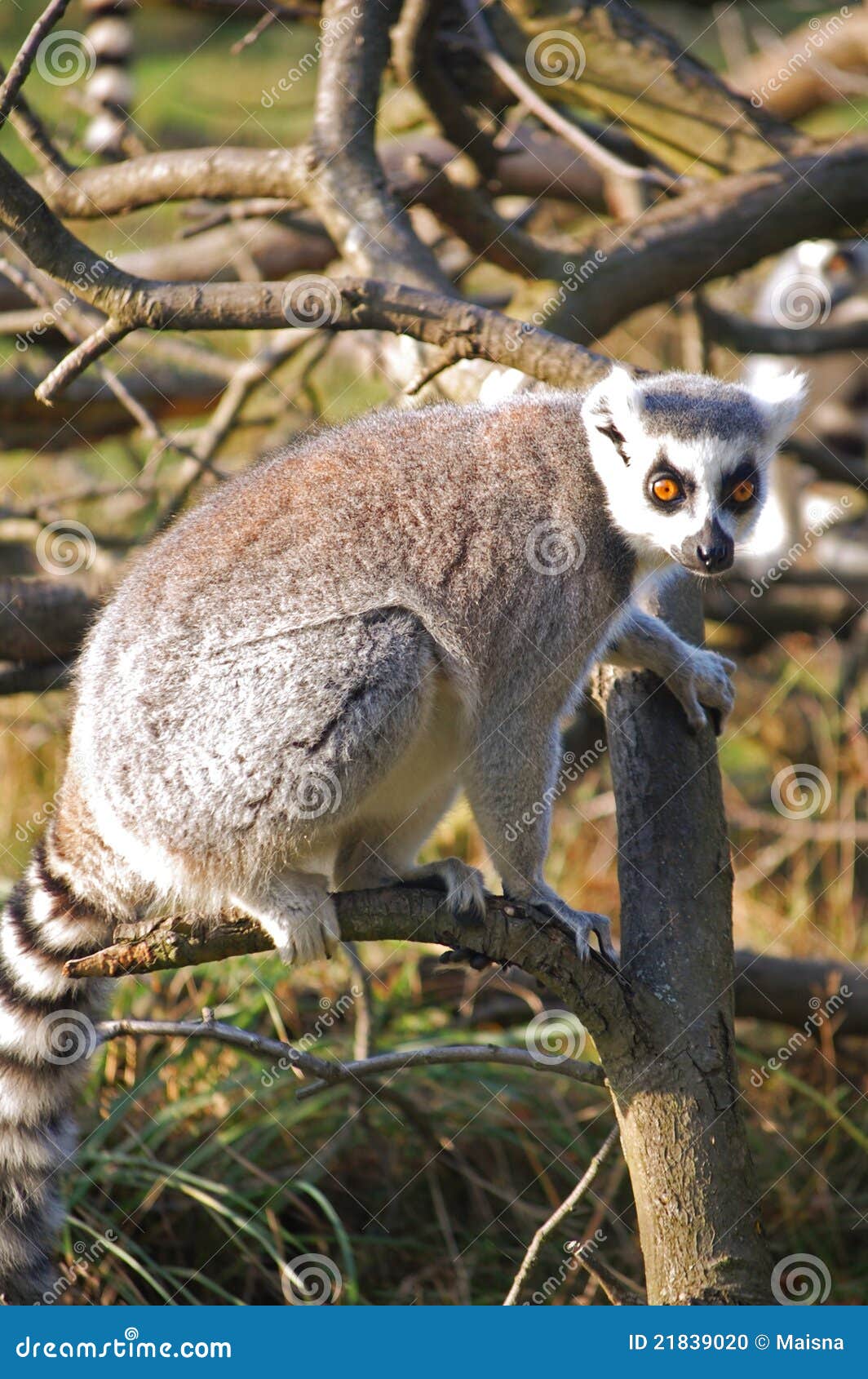 Lemur tree stock photo. Image of african, catta, monkey - 21839020