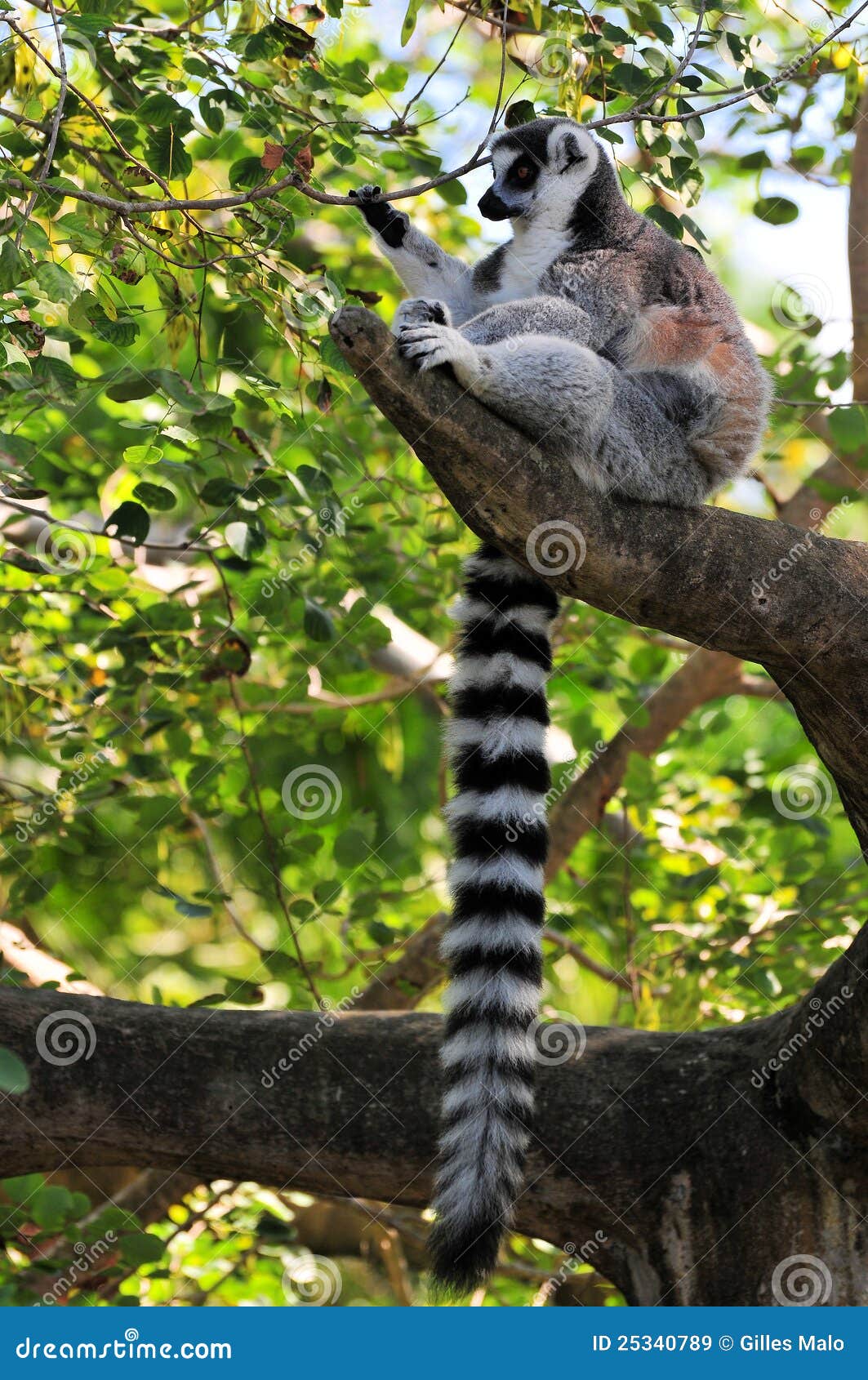 Lemur in tree stock image. Image of madagascar, great - 25340789