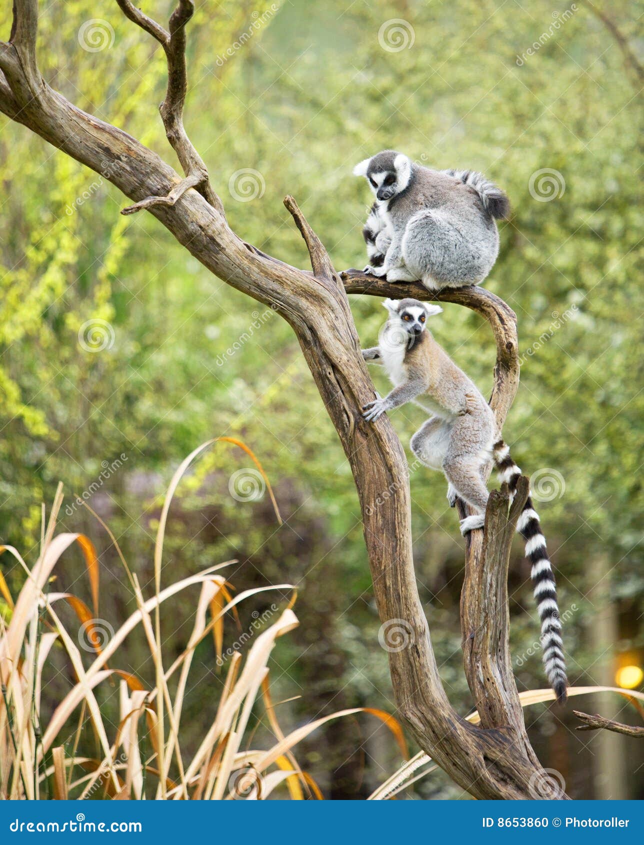 Lemur in a tree stock photo. Image of lemiridae, bustling - 8653860