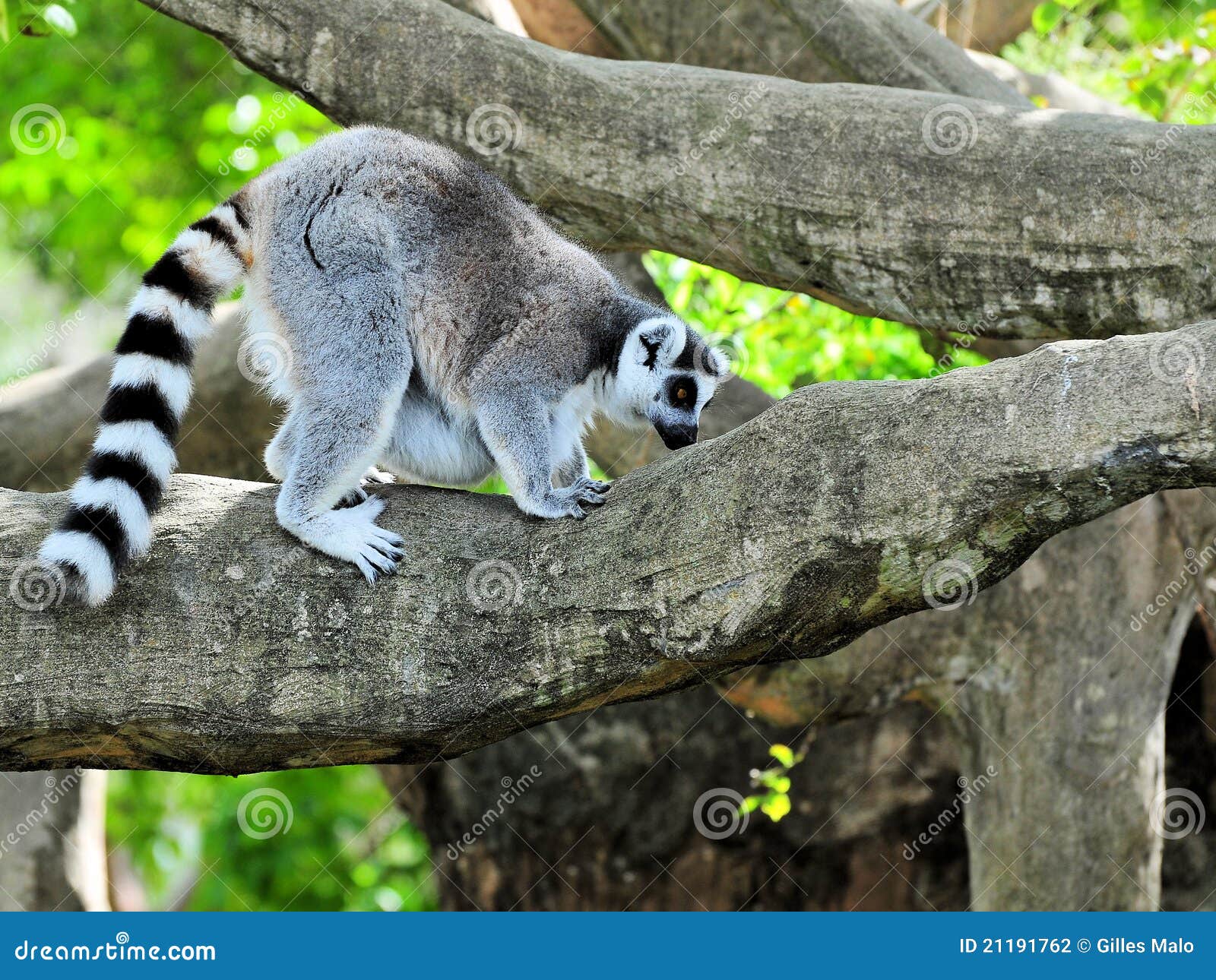 Lemur on a Tree Branch stock photo. Image of hair, band - 21191762