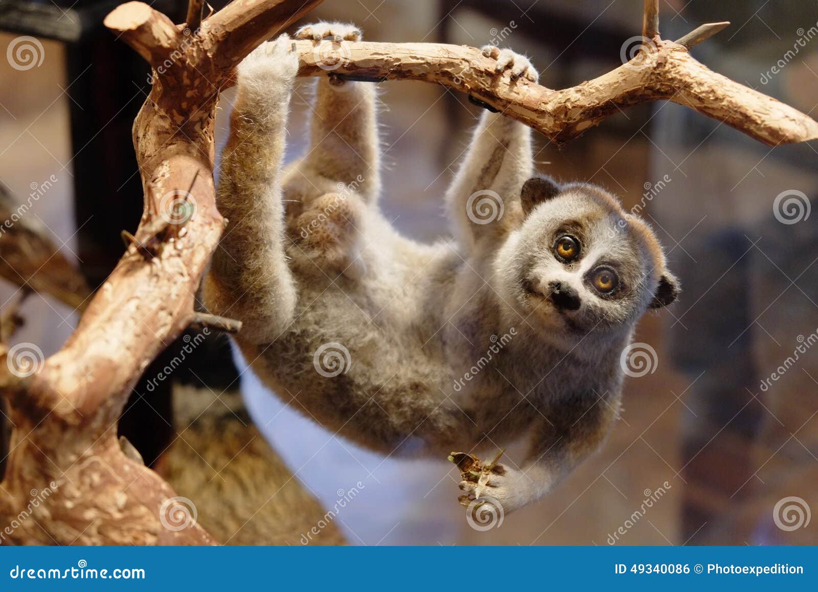Lemur on a tree branch stock photo. Image of animal, lemur - 49340086