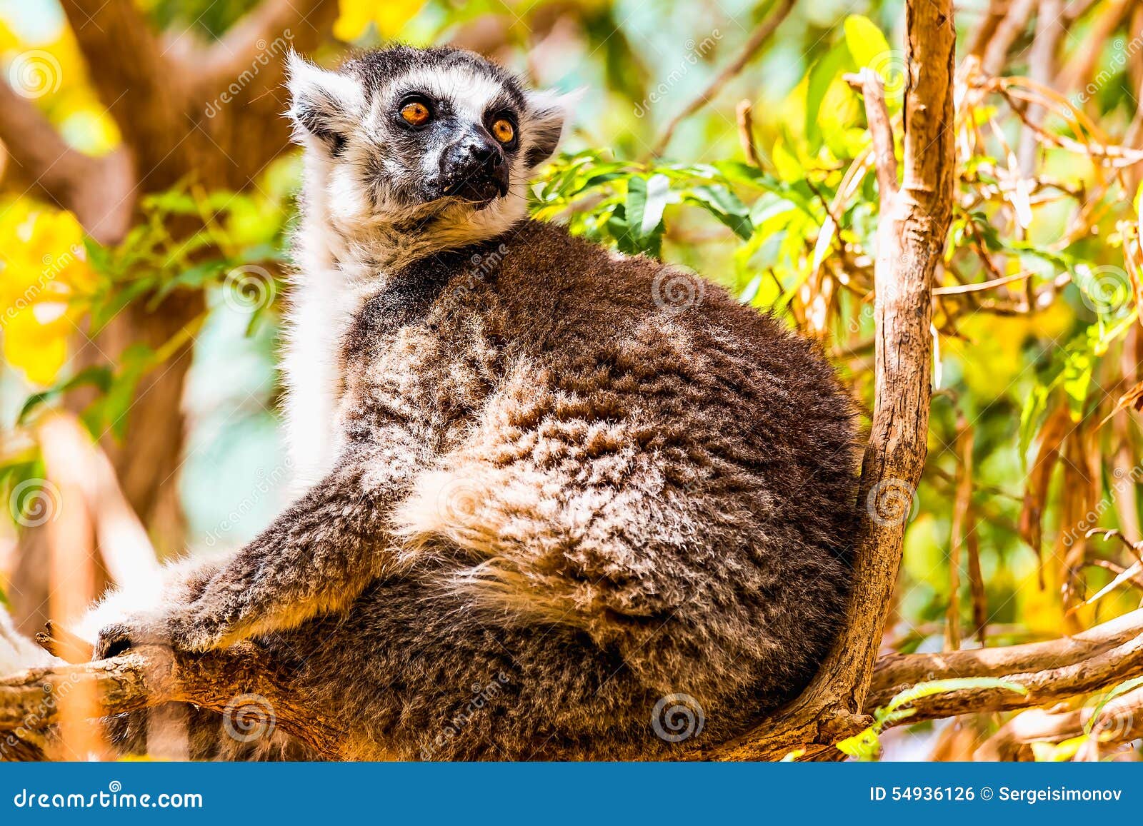 Lemur on tree branch stock photo. Image of white, wild - 54936126