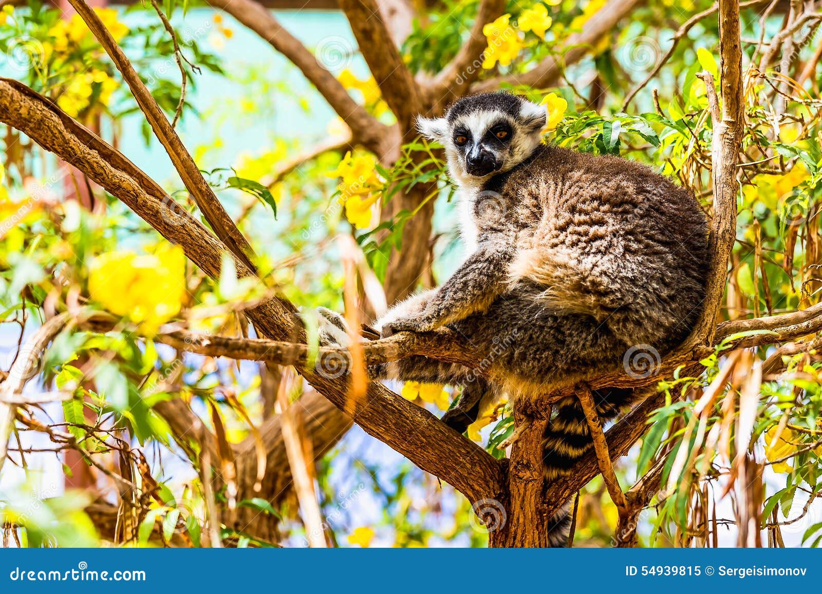 Lemur on tree branch stock image. Image of tree, branch - 54939815