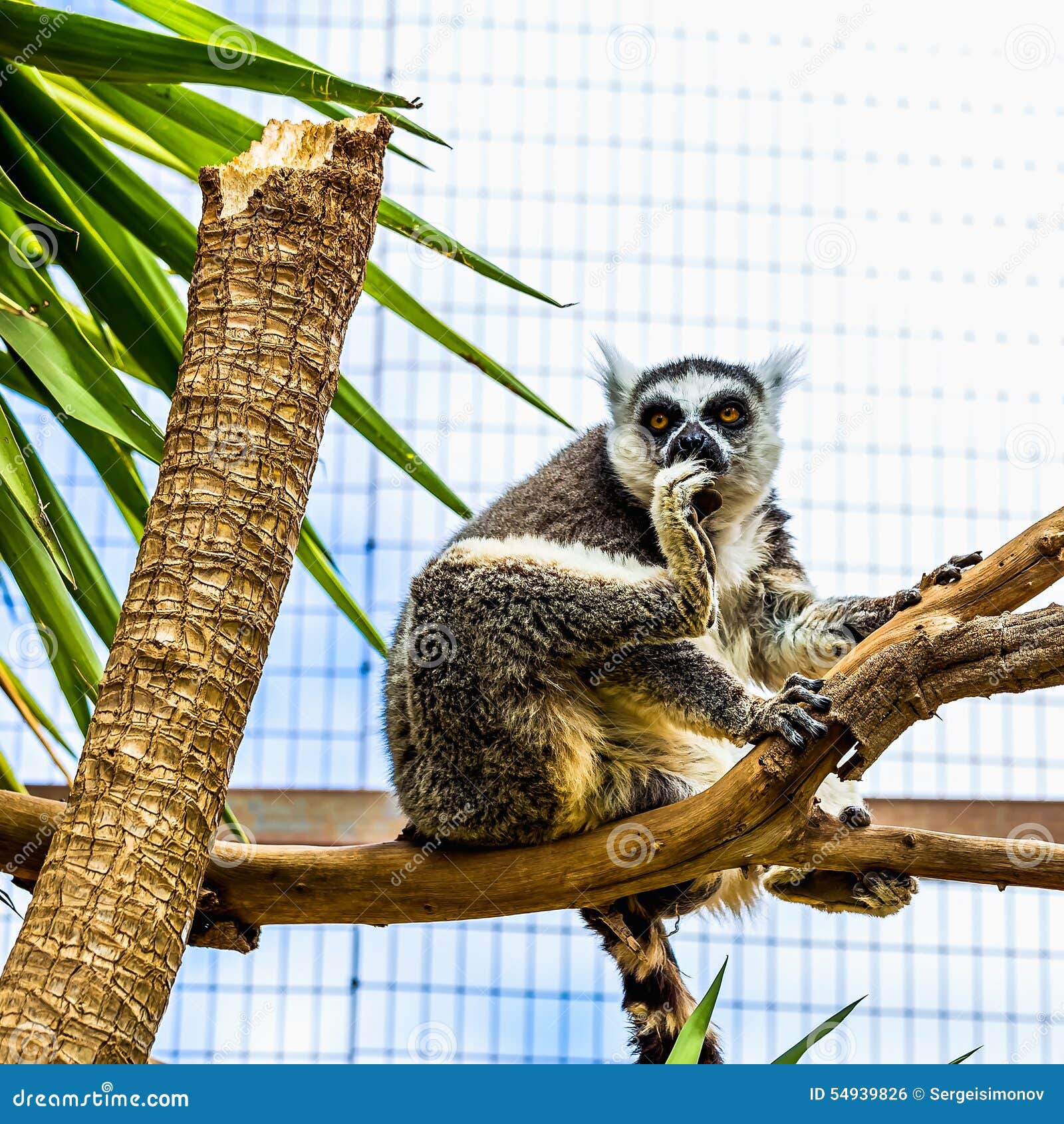 Lemur on tree branch stock photo. Image of tailed, furry - 54939826