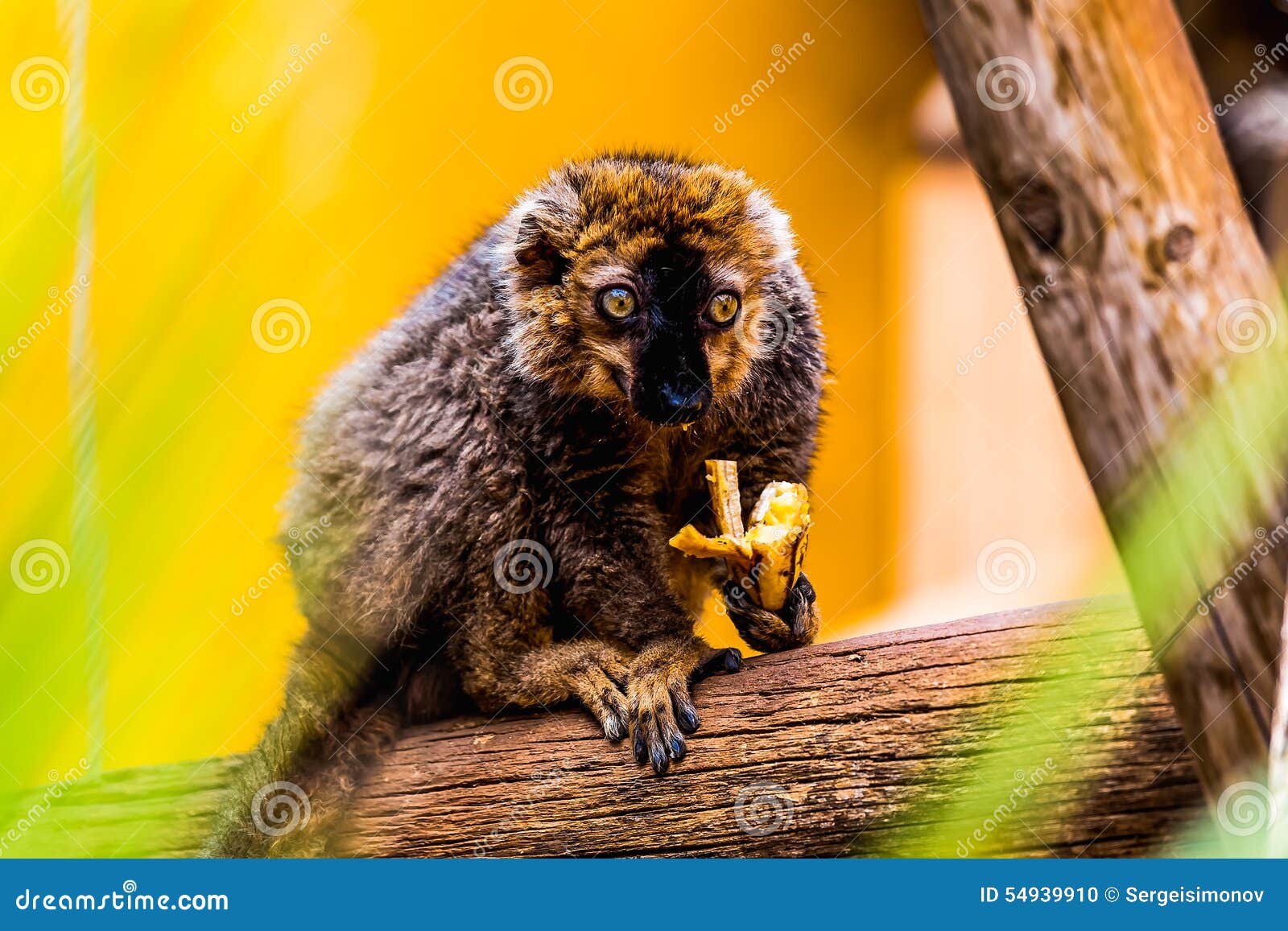 Lemur on tree branch stock photo. Image of black, lemuridae - 54939910