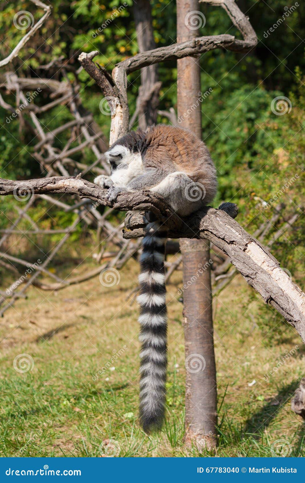 Lemur on the tree branch stock photo. Image of animal - 67783040