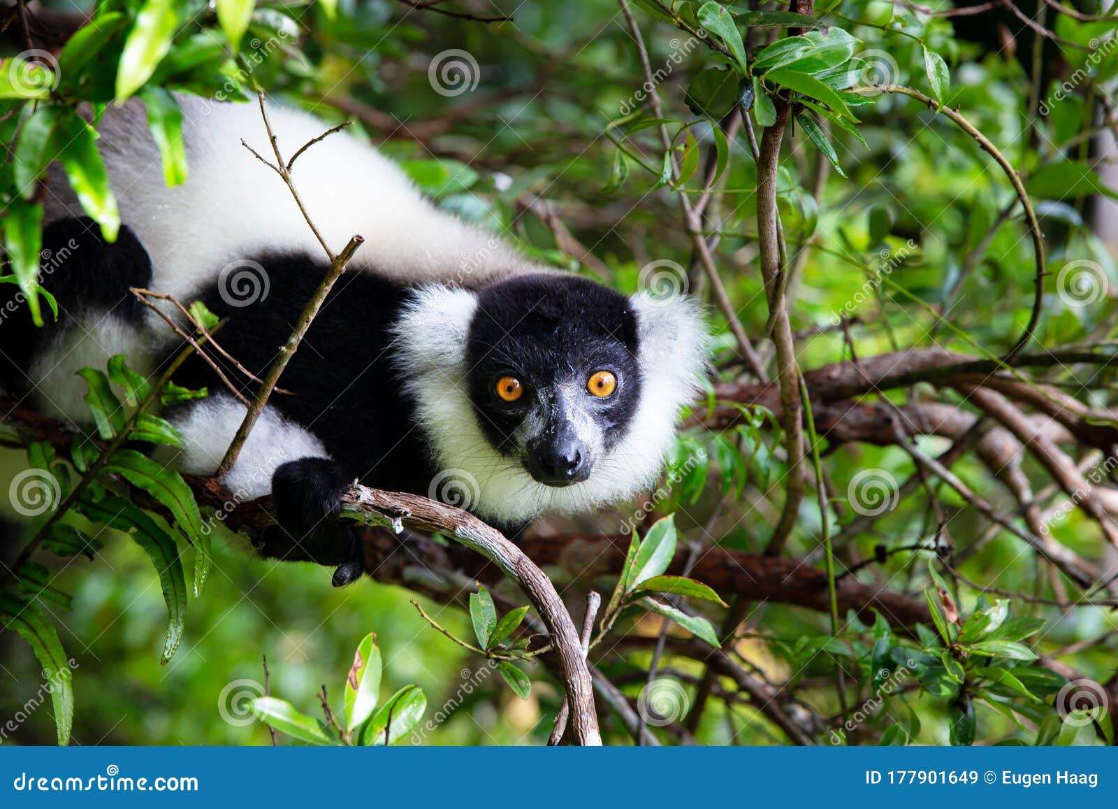 A Lemur on a Tree, between the Foliage in a Rainforest in Madagascar ...
