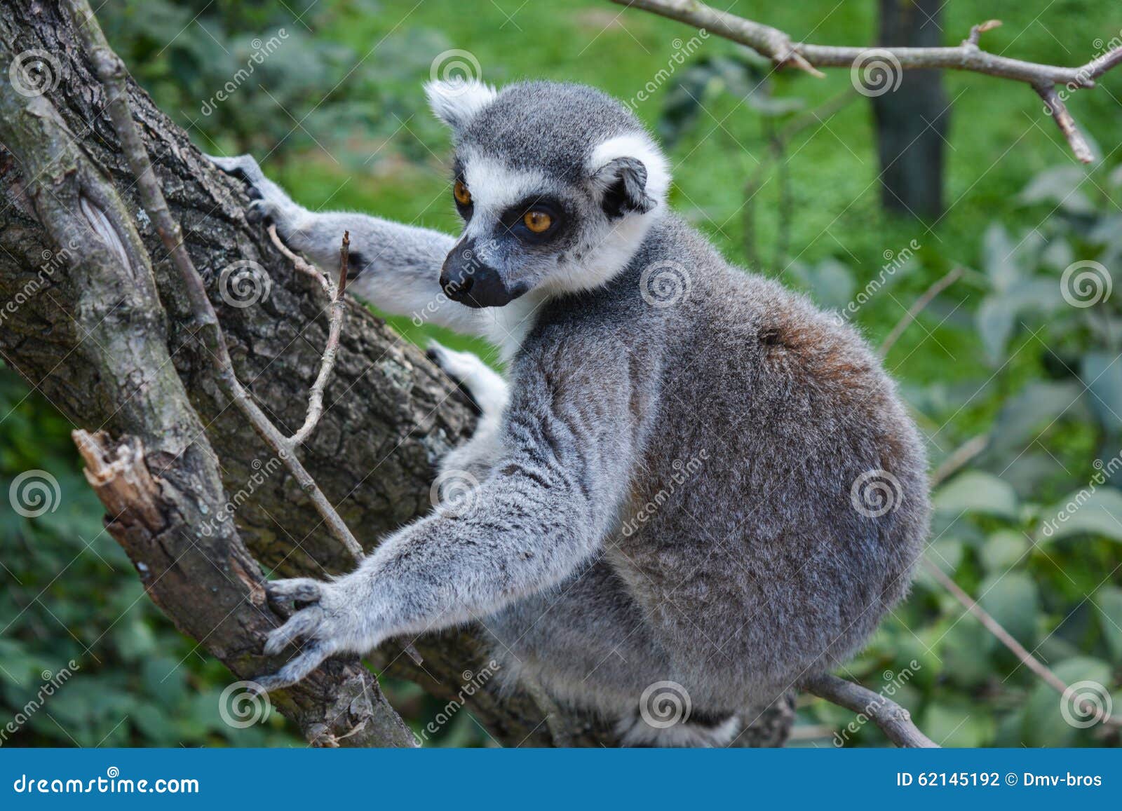 Lemur on tree stock photo. Image of lemur, park, wildlife - 62145192