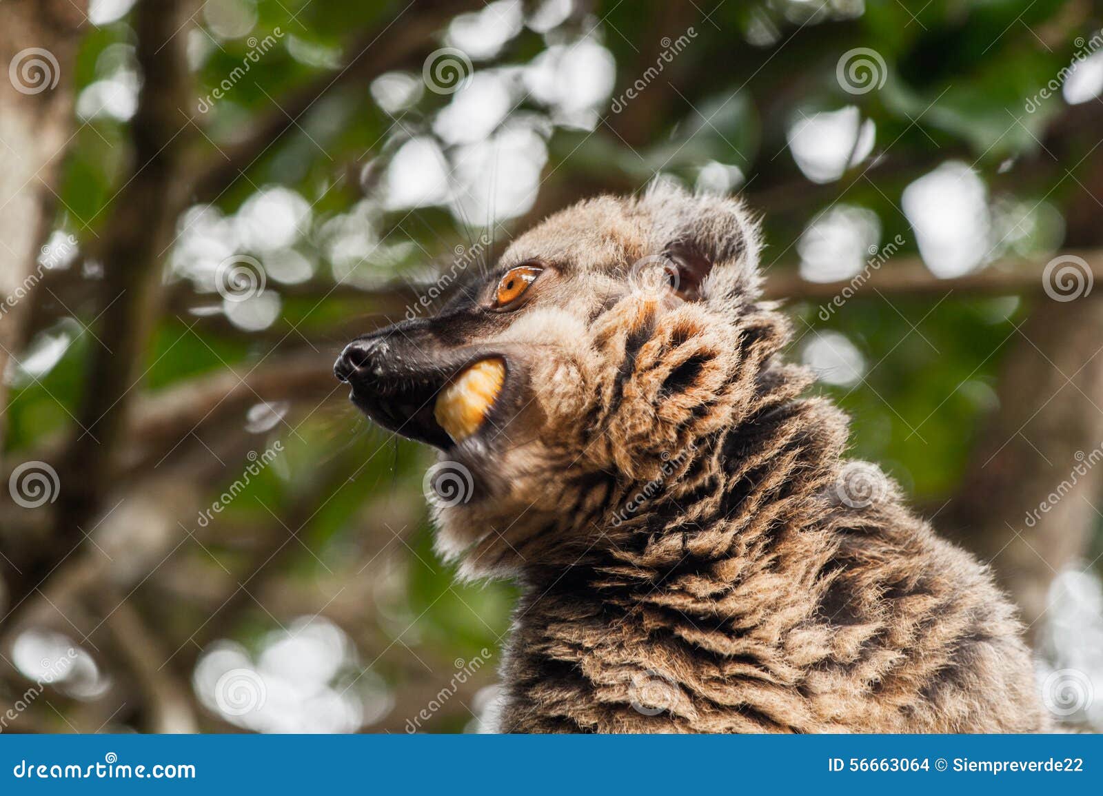 Lemur stock photo. Image of outdoor, pretty, africa, long - 56663064