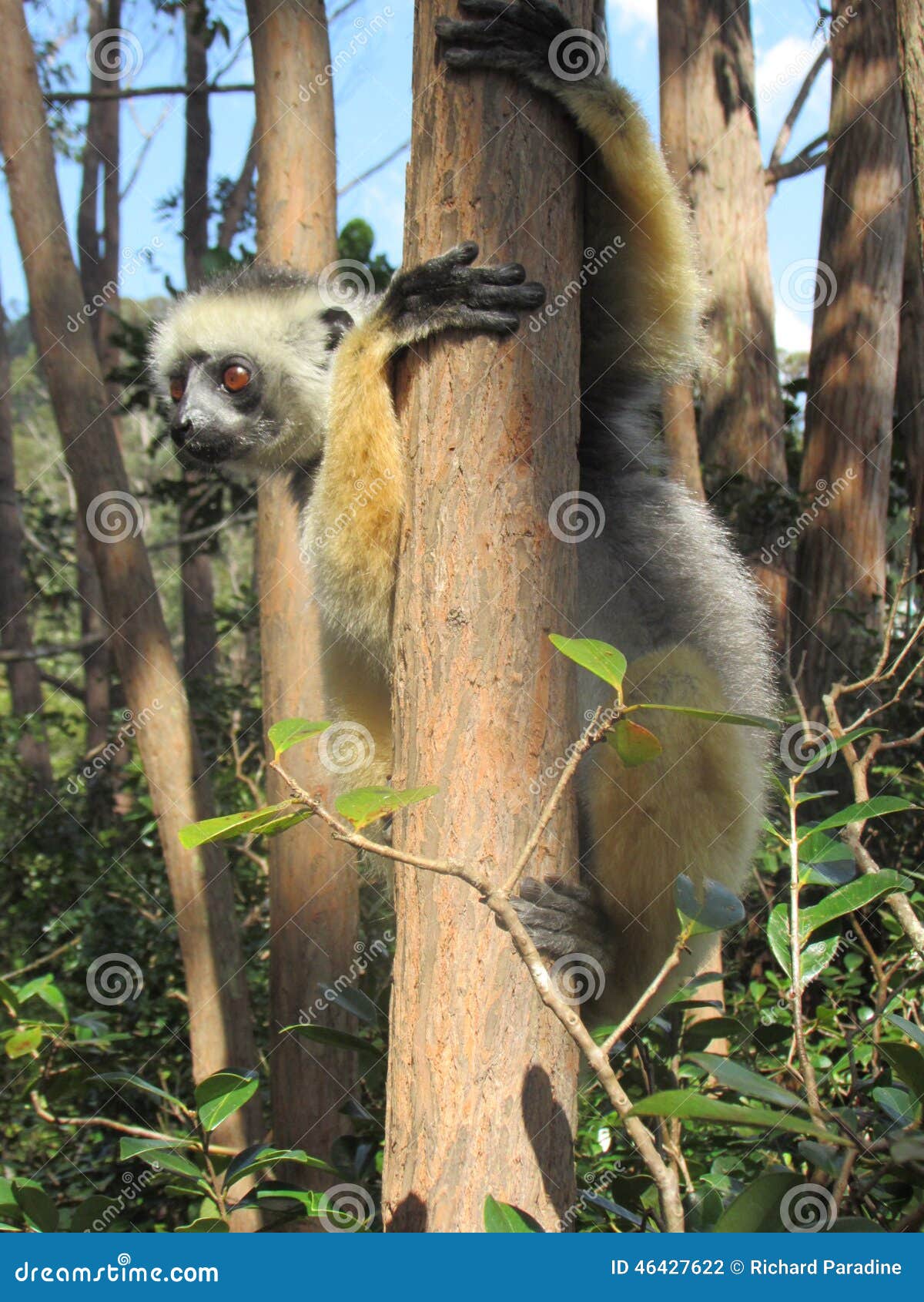 Lemur in tree 3 stock photo. Image of photograph, lemur - 46427622