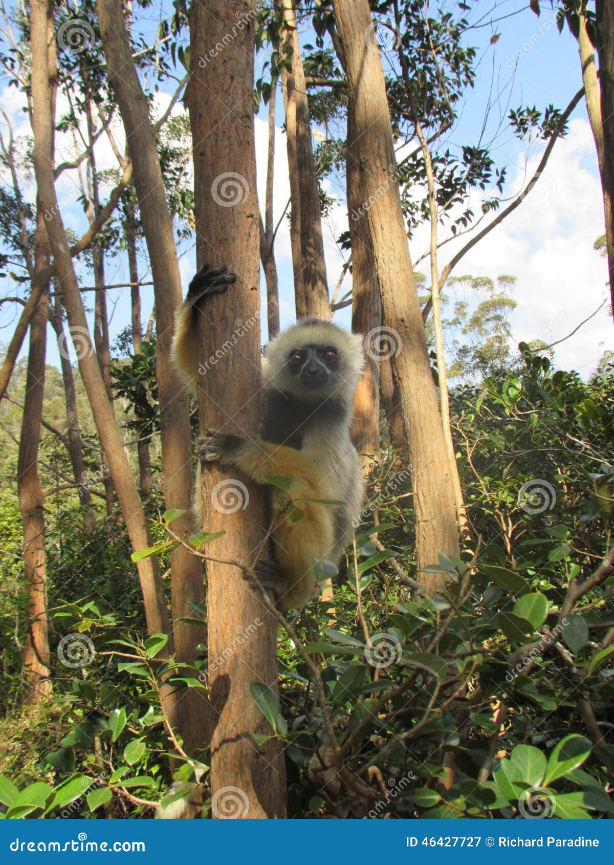 Lemur in tree 2 stock image. Image of photograph, tree - 46427727