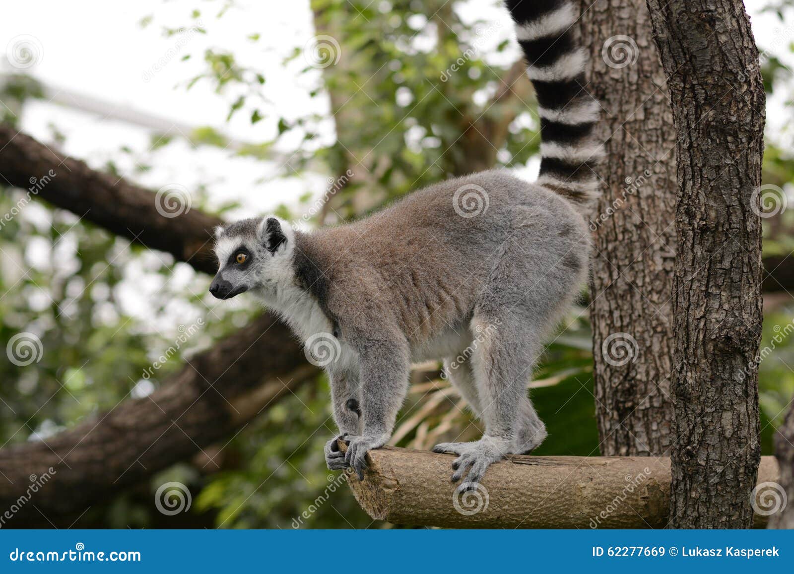 Lemur on a tree stock image. Image of lemur, species - 62277669
