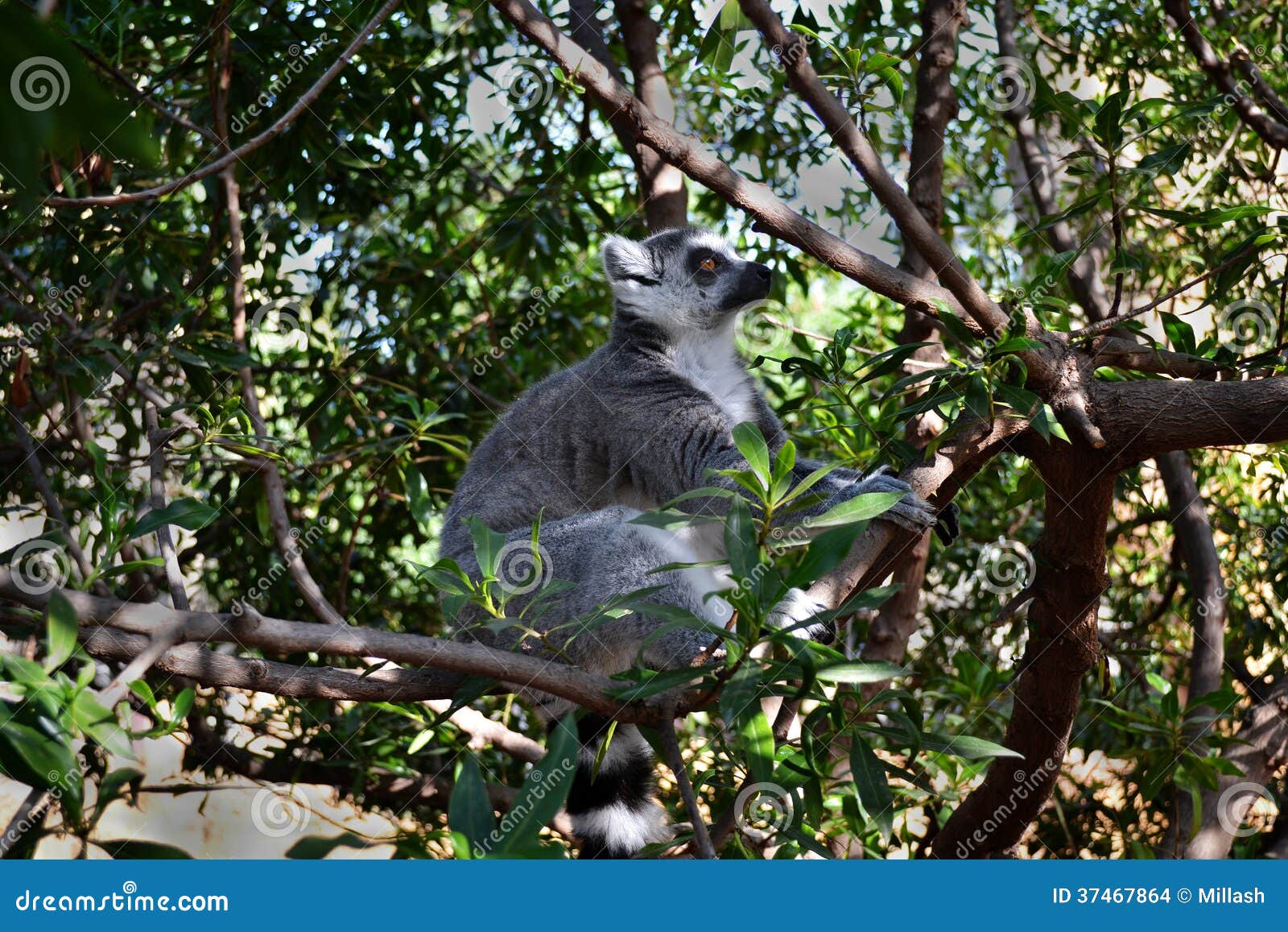 Lemur on the Tree stock photo. Image of gripping, eyes - 37467864