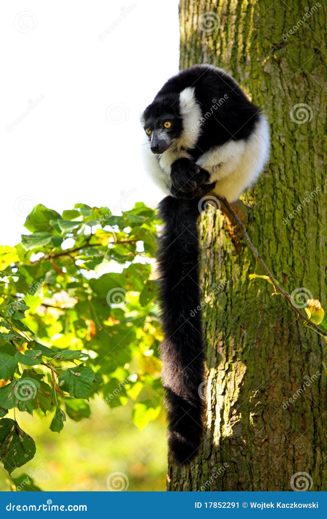 Lemur vari stock image. Image of strepsirrhini, lemuridae - 17852291