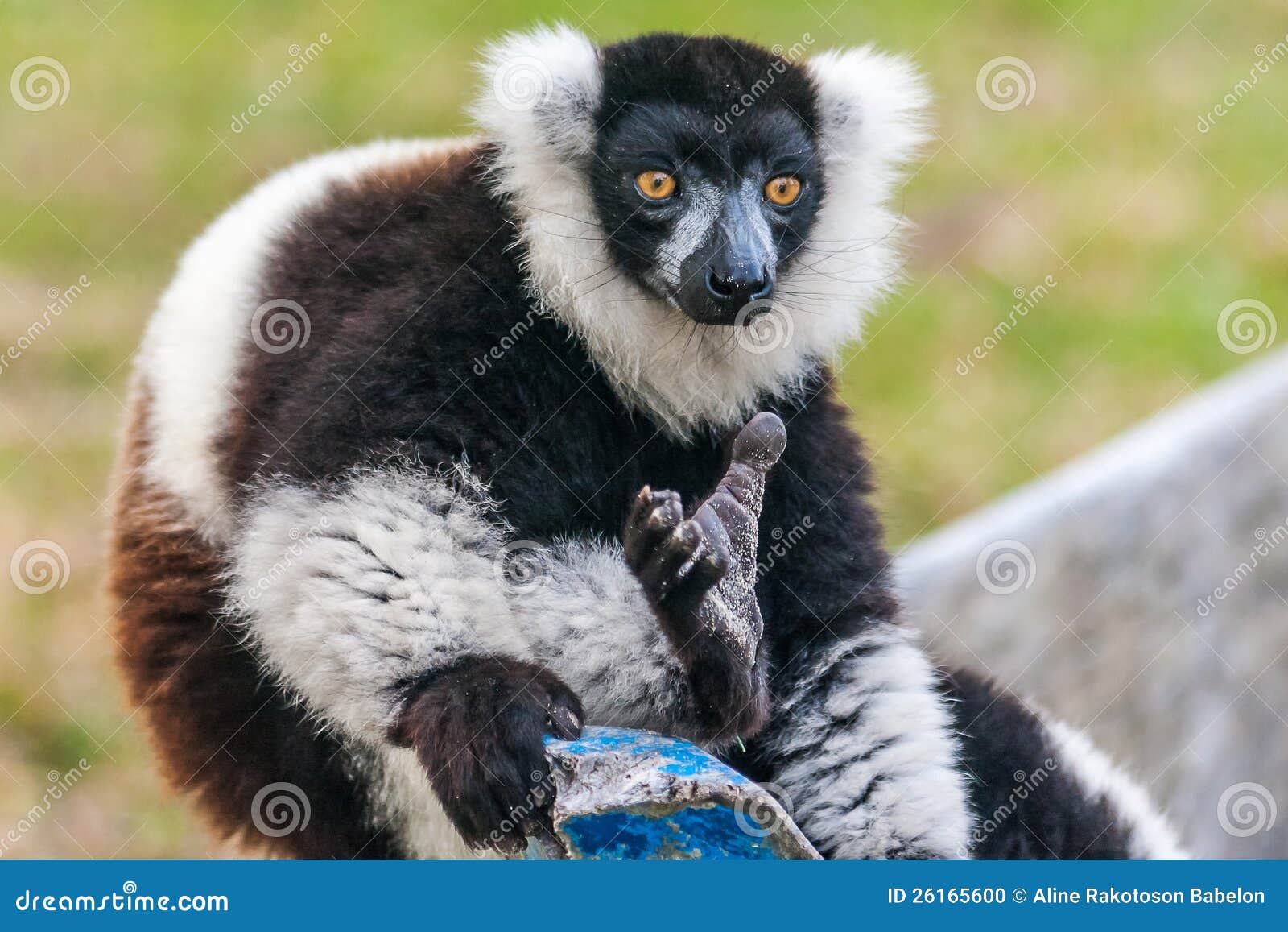 Lemur Vari photo stock. Image of lémuriens, brun, animal - 26165600