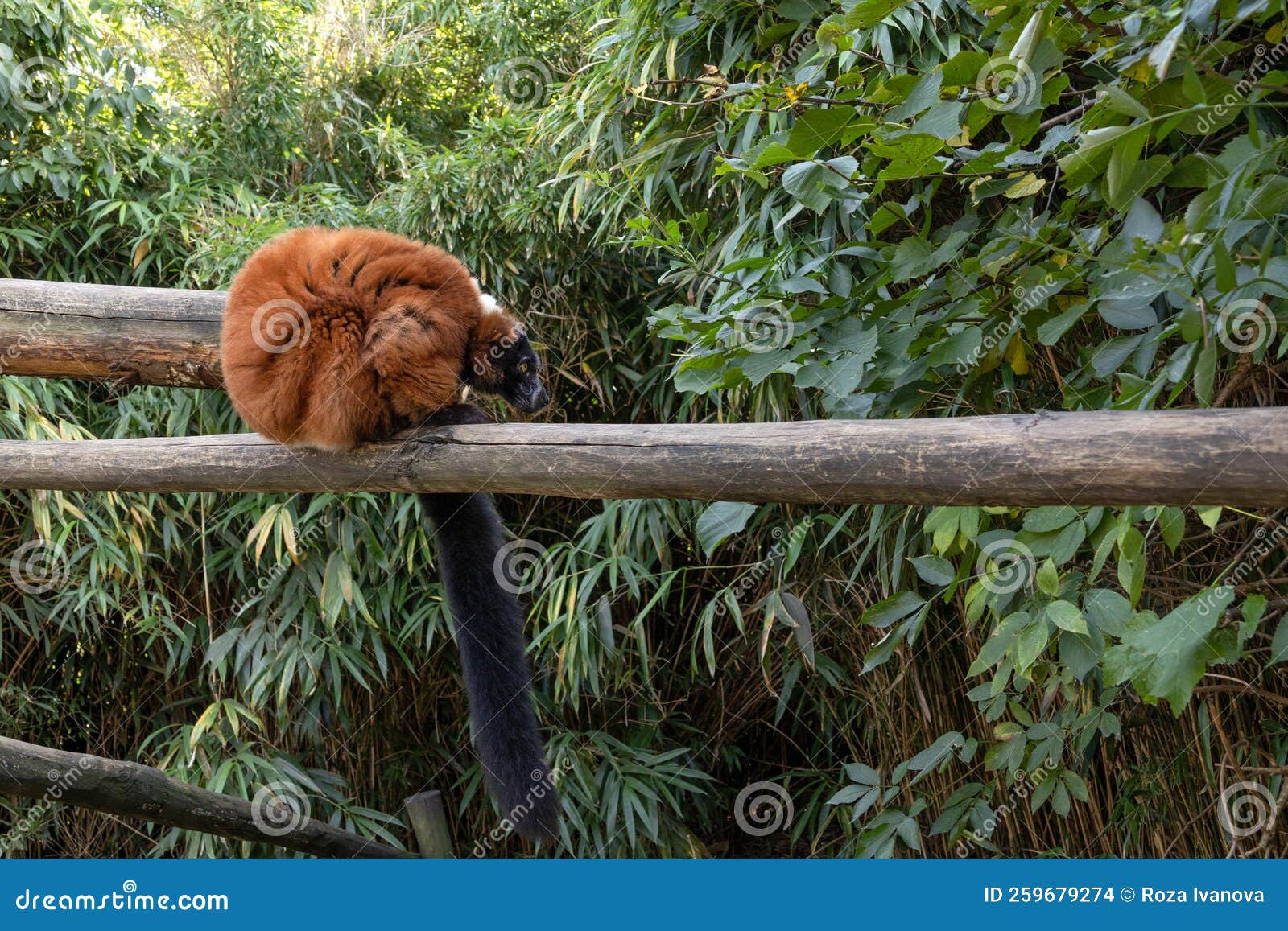 Lemur Vari Red Sits on a Log in the Forest Stock Photo - Image of ...