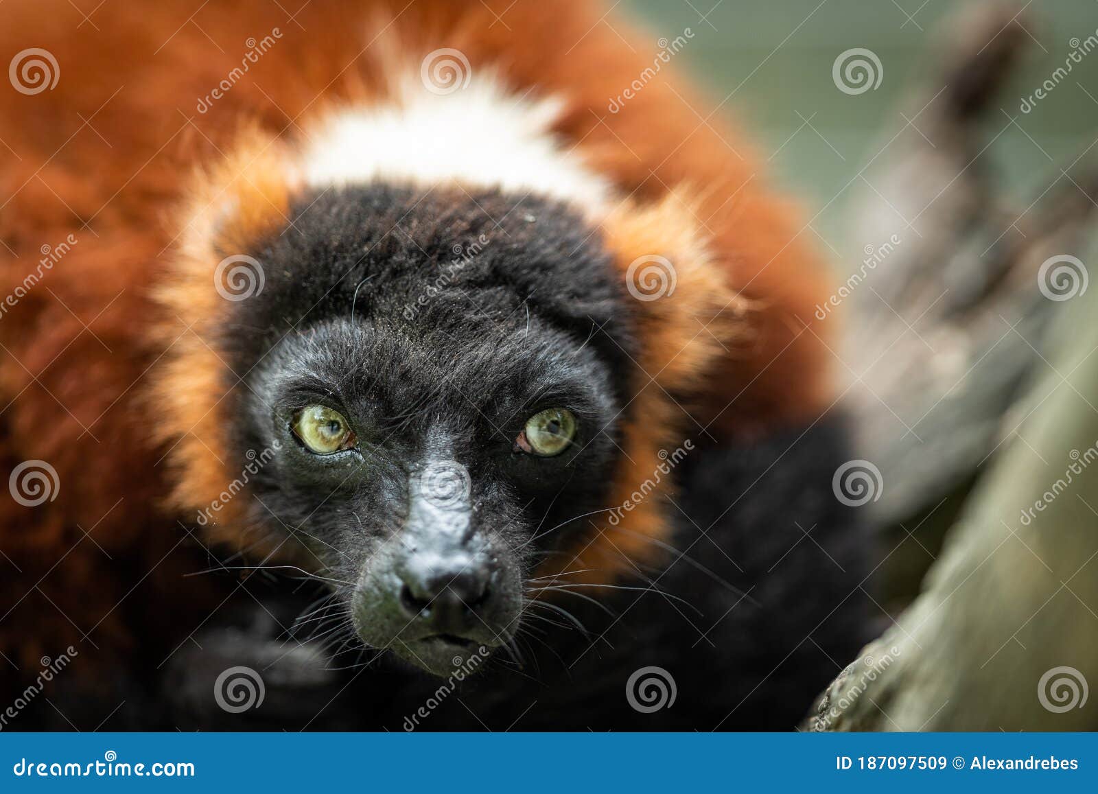 Lemur Vari Roux in the Forest Stock Image - Image of vari, lemuridae ...