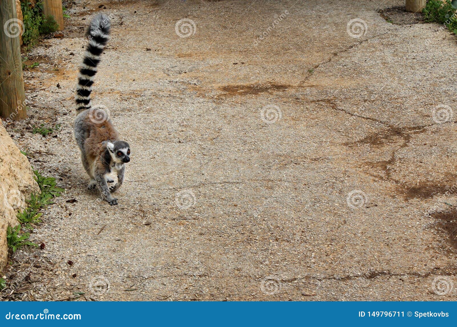 Lemur walking stock image. Image of brown, green, furry - 149796711