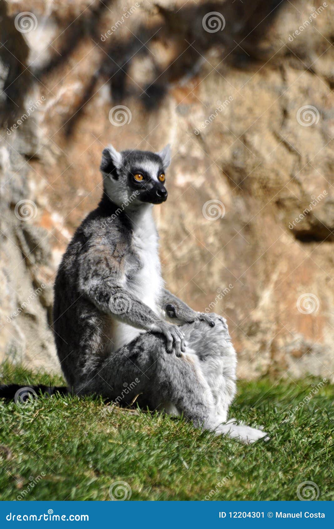 Lemure stock image. Image of lemuridae, forest, wilde - 12204301