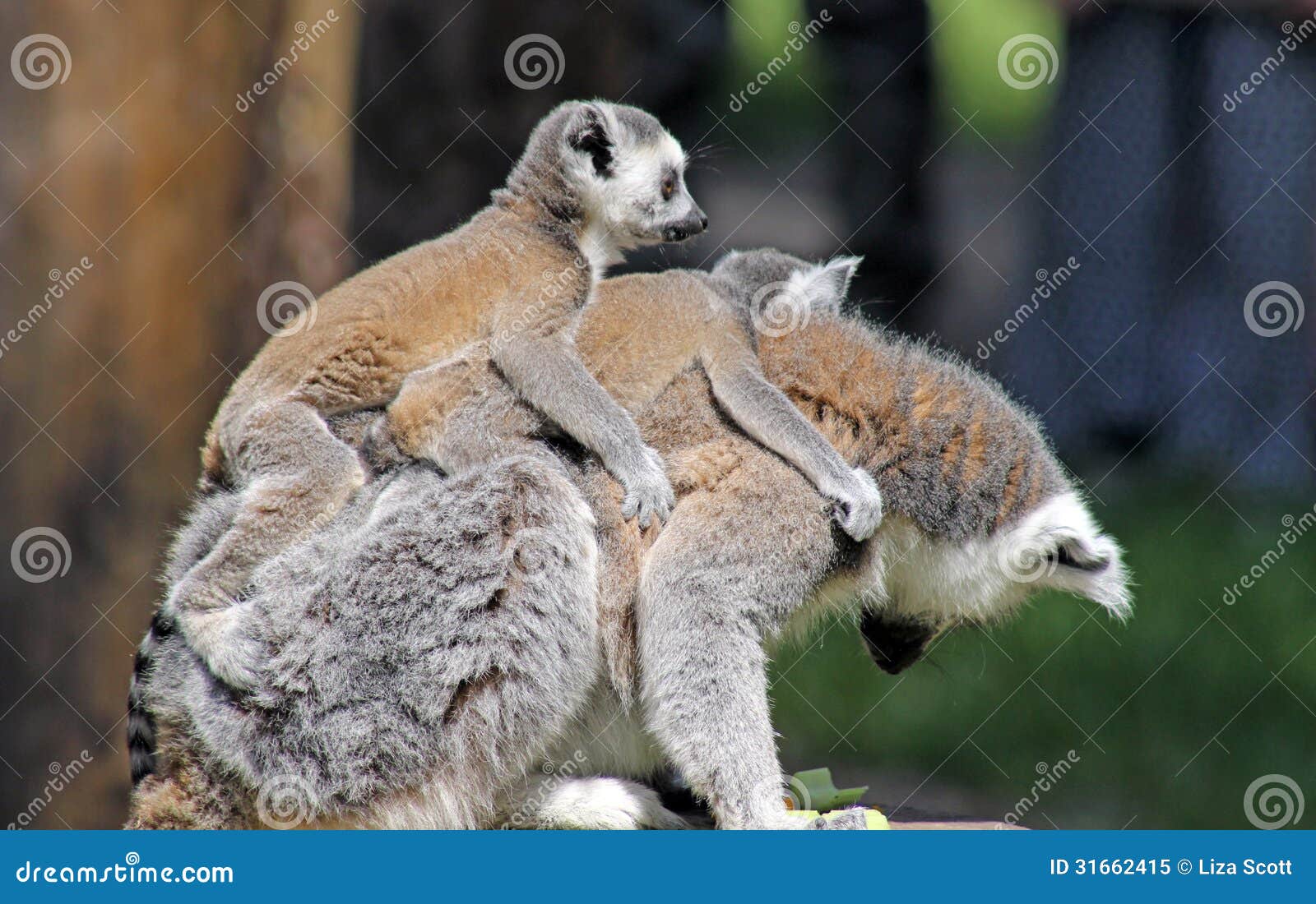 Lemure catta immagine stock. Immagine di anello, primato - 31662415