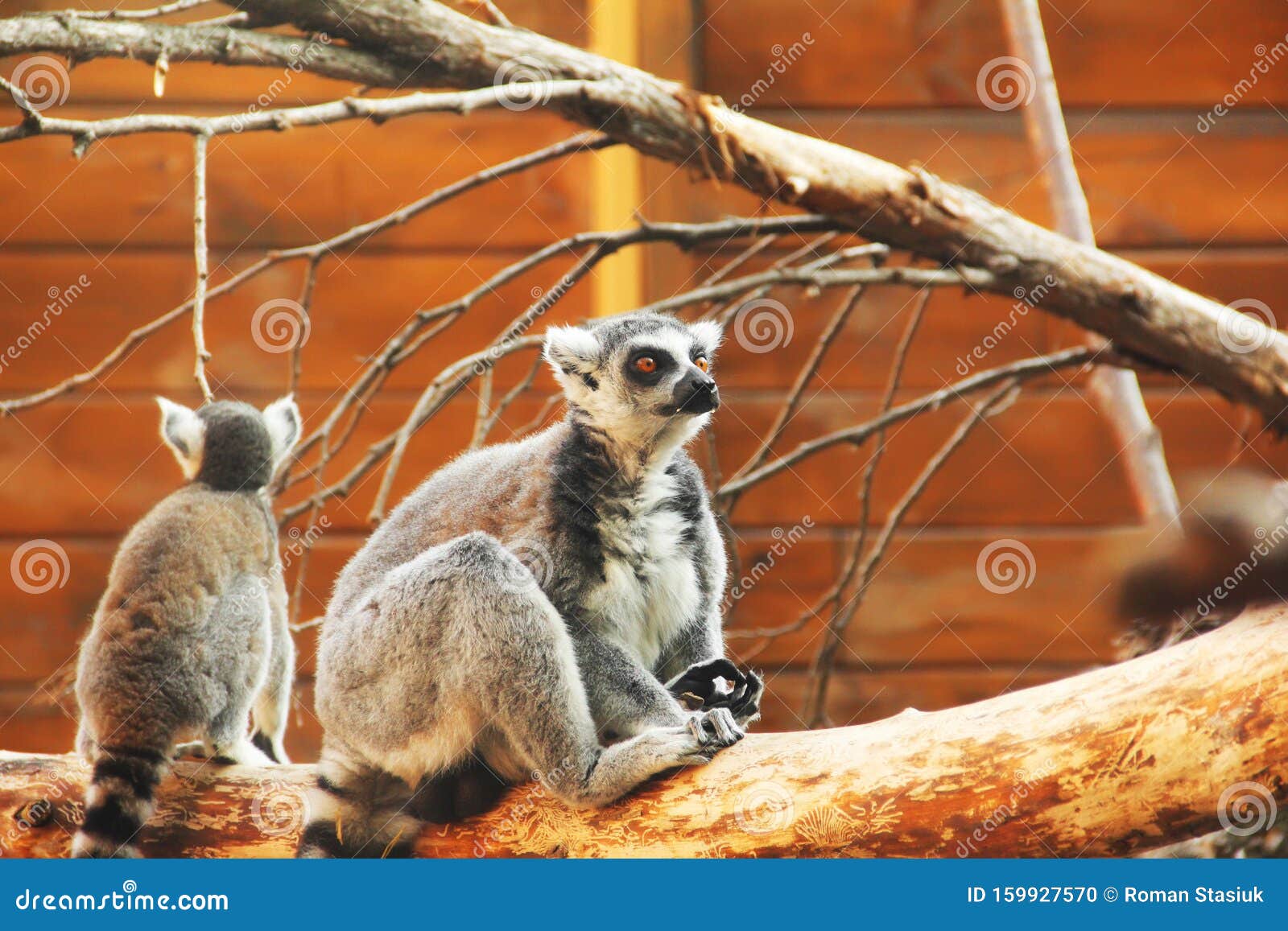 Lemuriformes. Lemur Sits on a Tree Branch Stock Photo - Image of ...