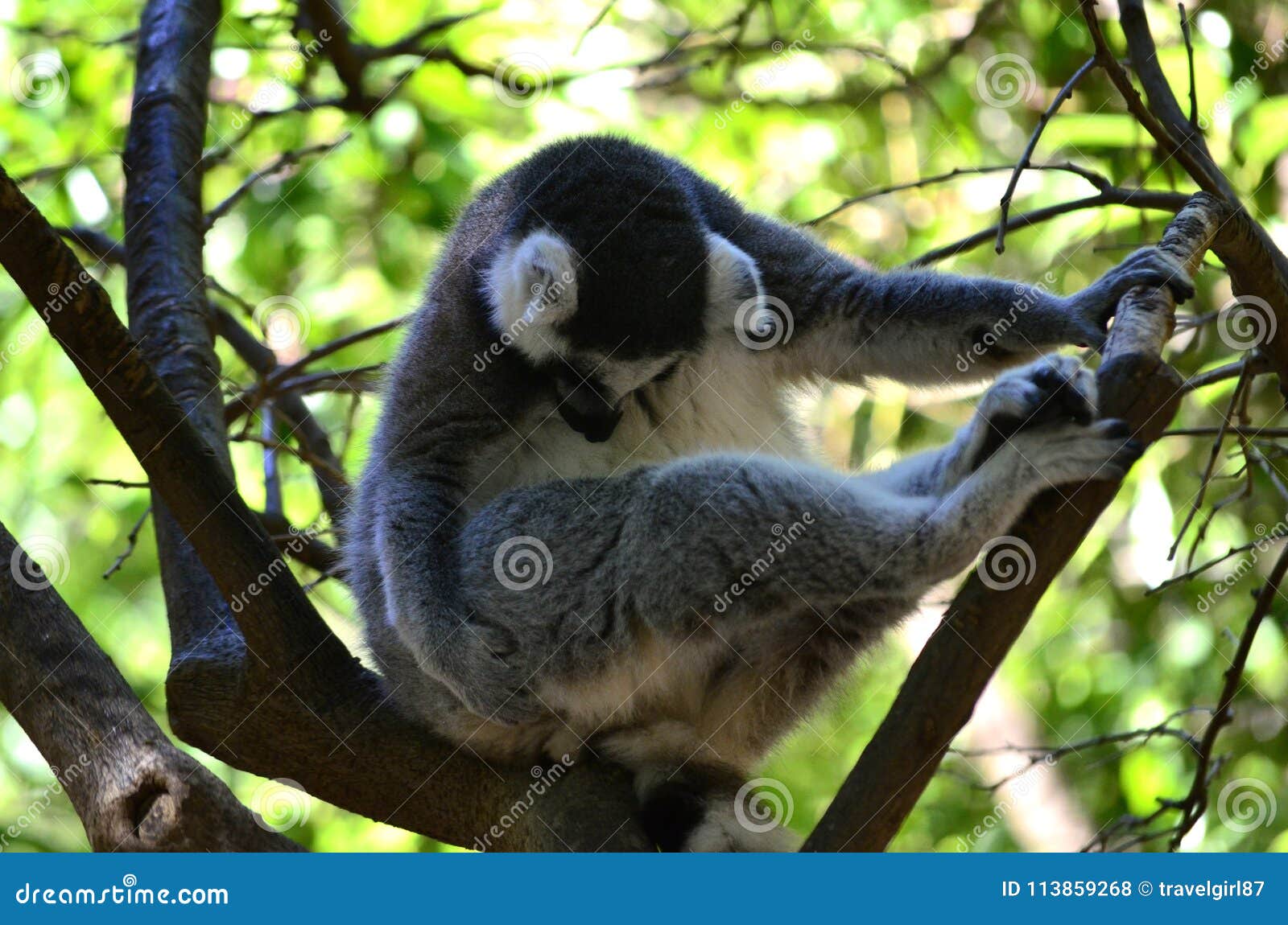 Lemuri of Madagascar stock photo. Image of indian, nature - 113859268