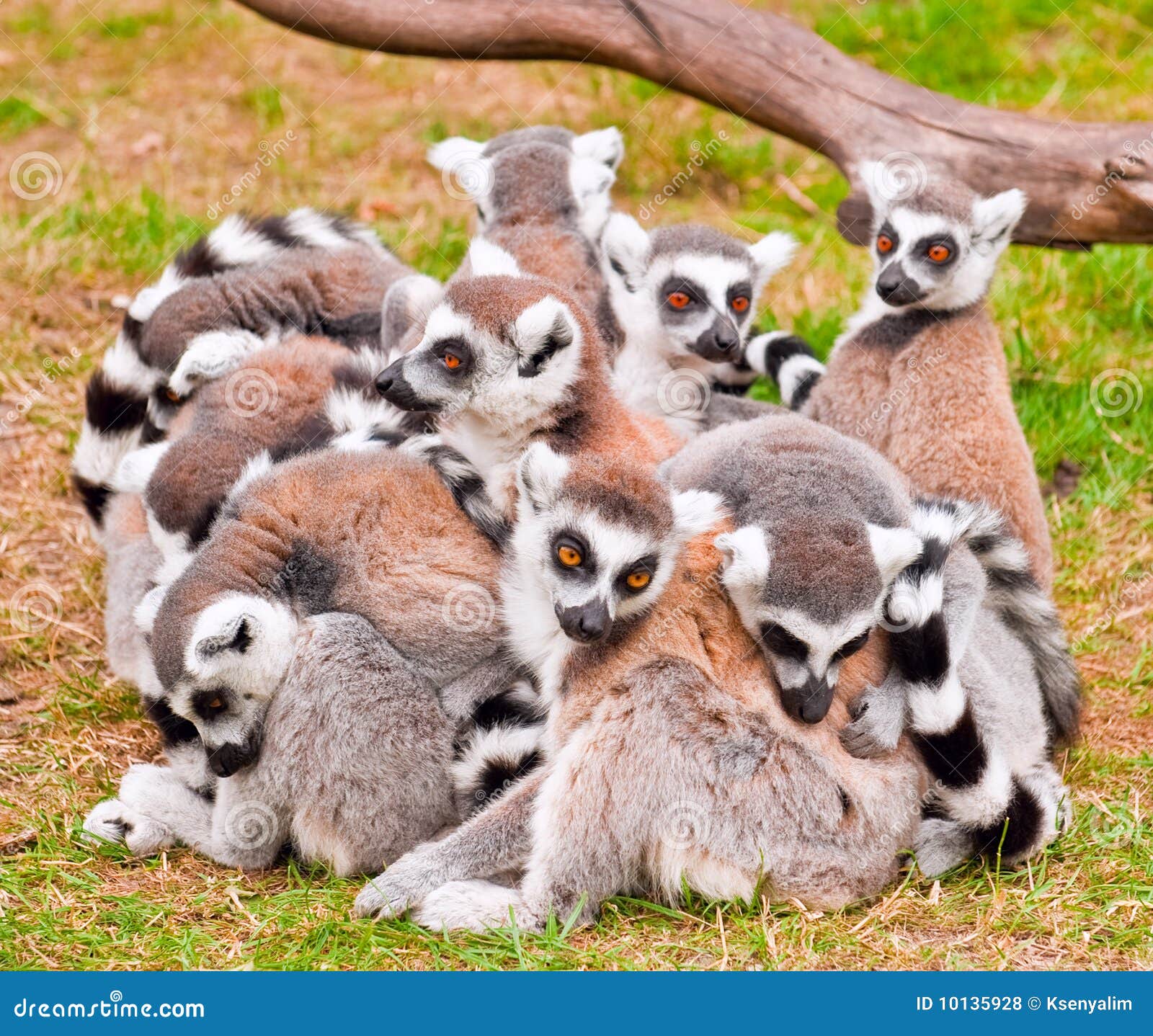 Lemurs stock photo. Image of lemurs, nature, africa, eyes - 10135928