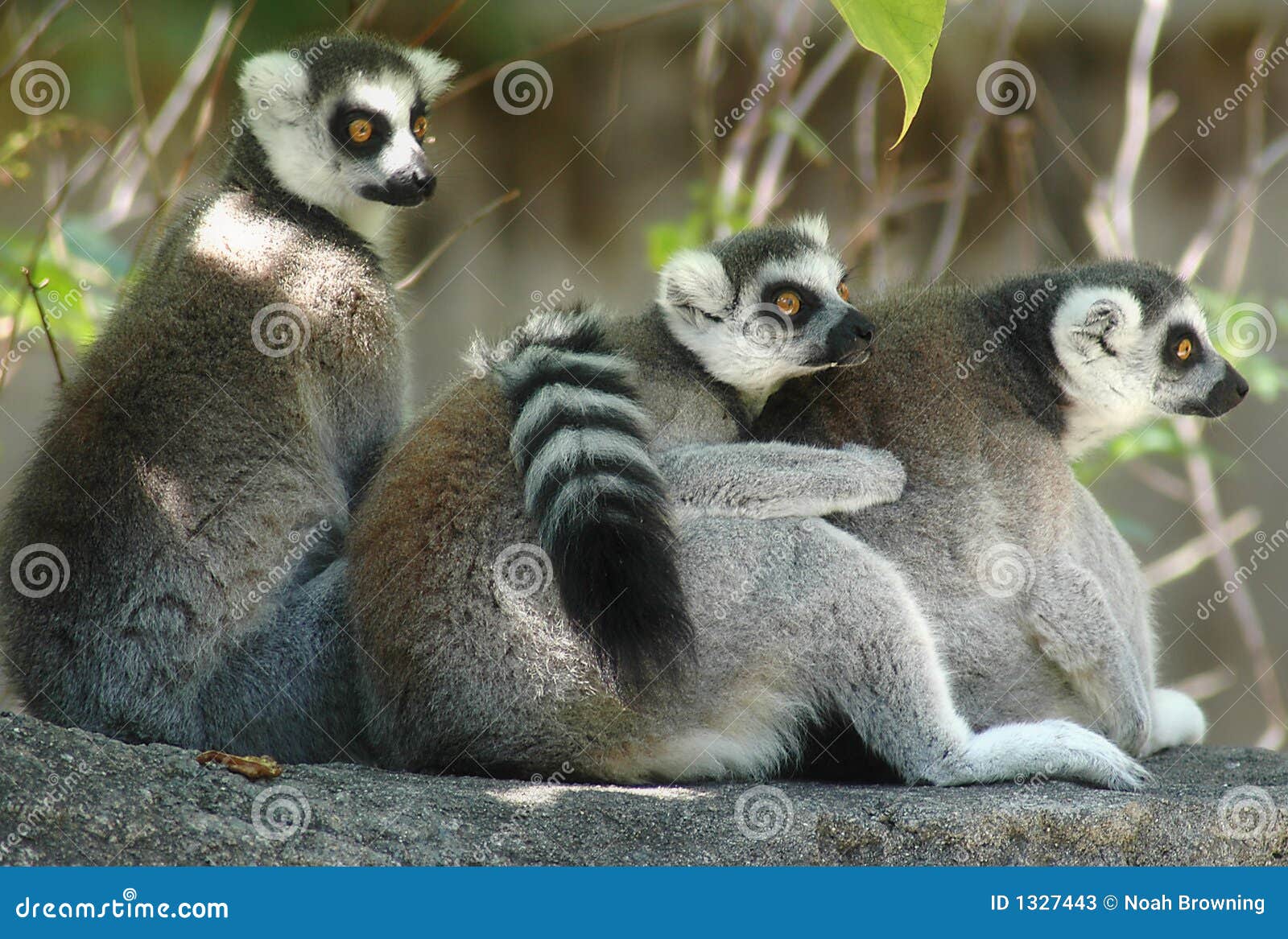 Lemurs stock image. Image of lemurs, africa, primate, ringtailed - 1327443