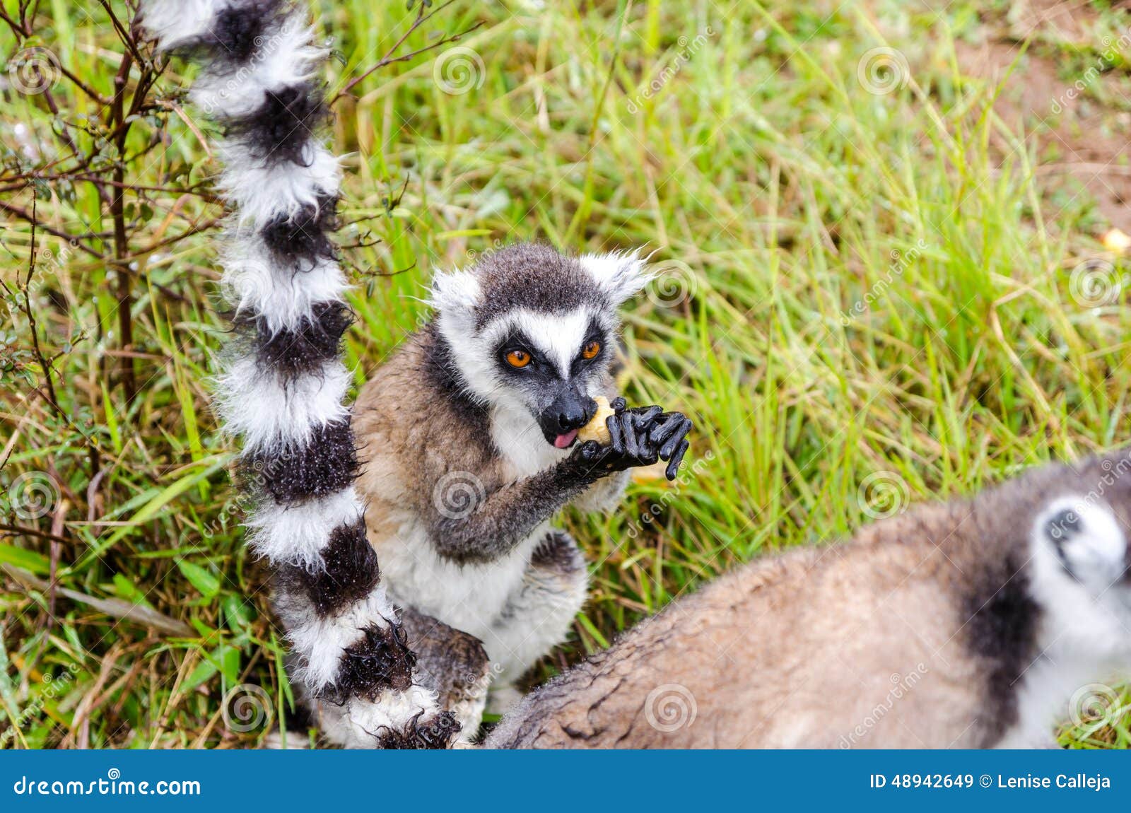 Lemurs In Andasibe Park Madagascar Royalty-Free Stock Image ...