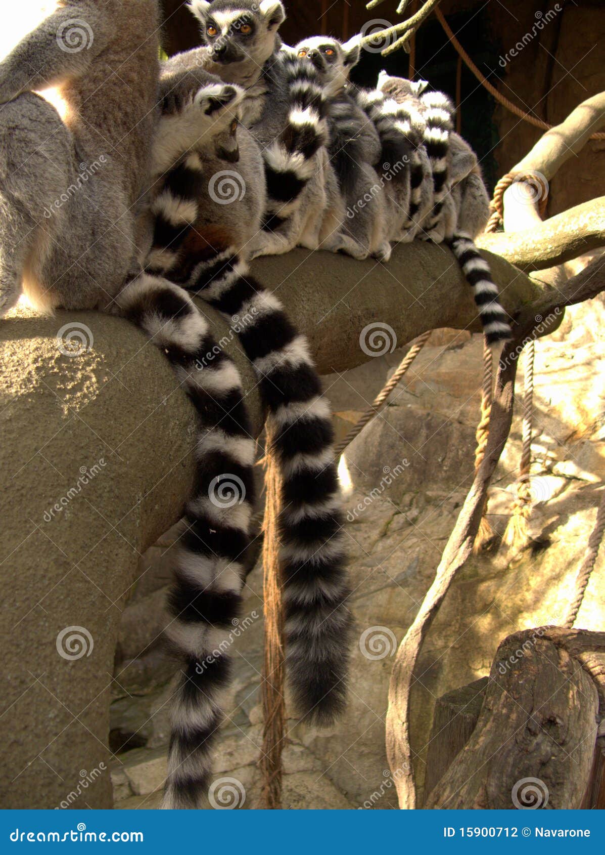 Lemurs on branch stock photo. Image of mammals, animals - 15900712